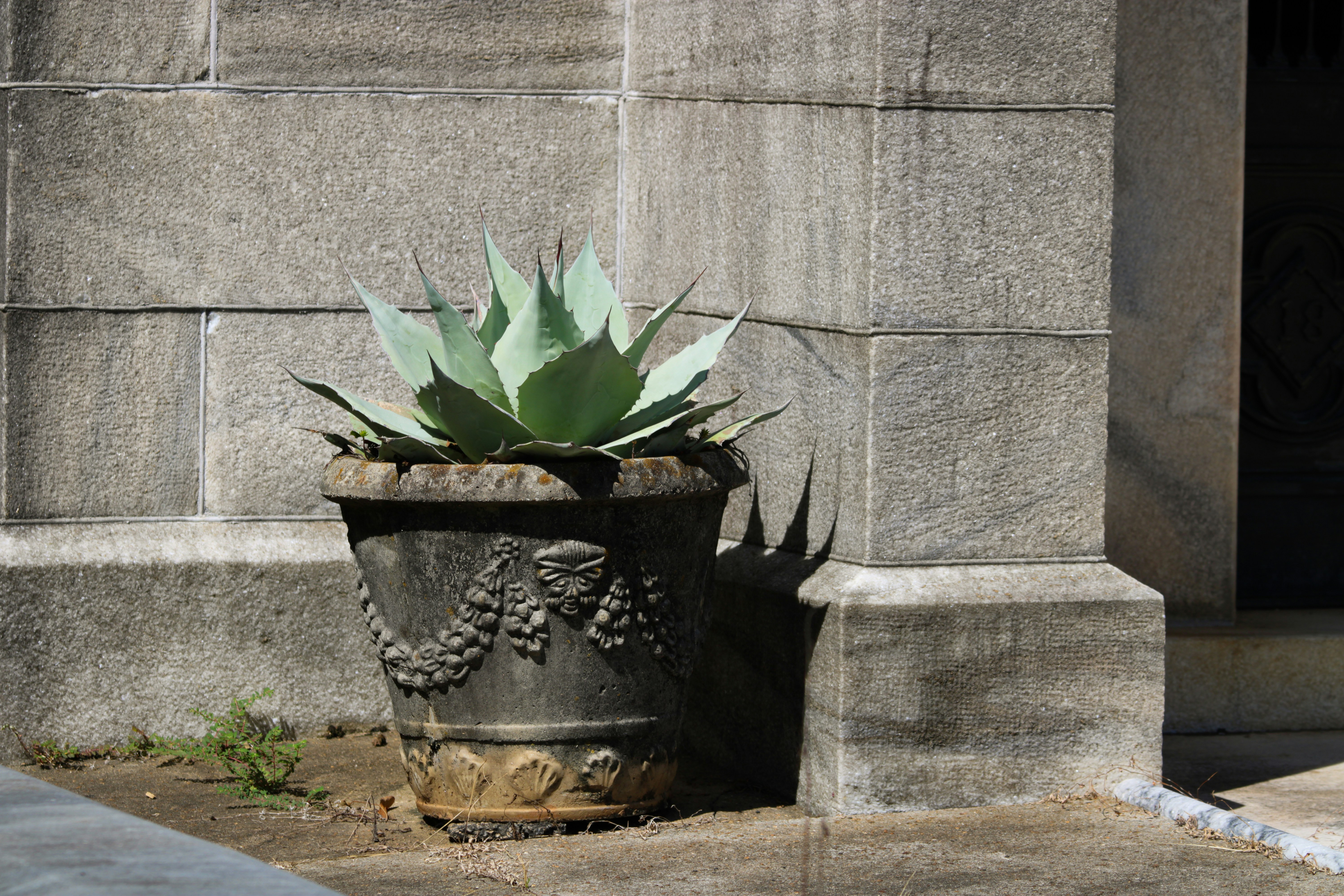 Sunlit Rosette in an Ornate Pot Against Weathered Stone