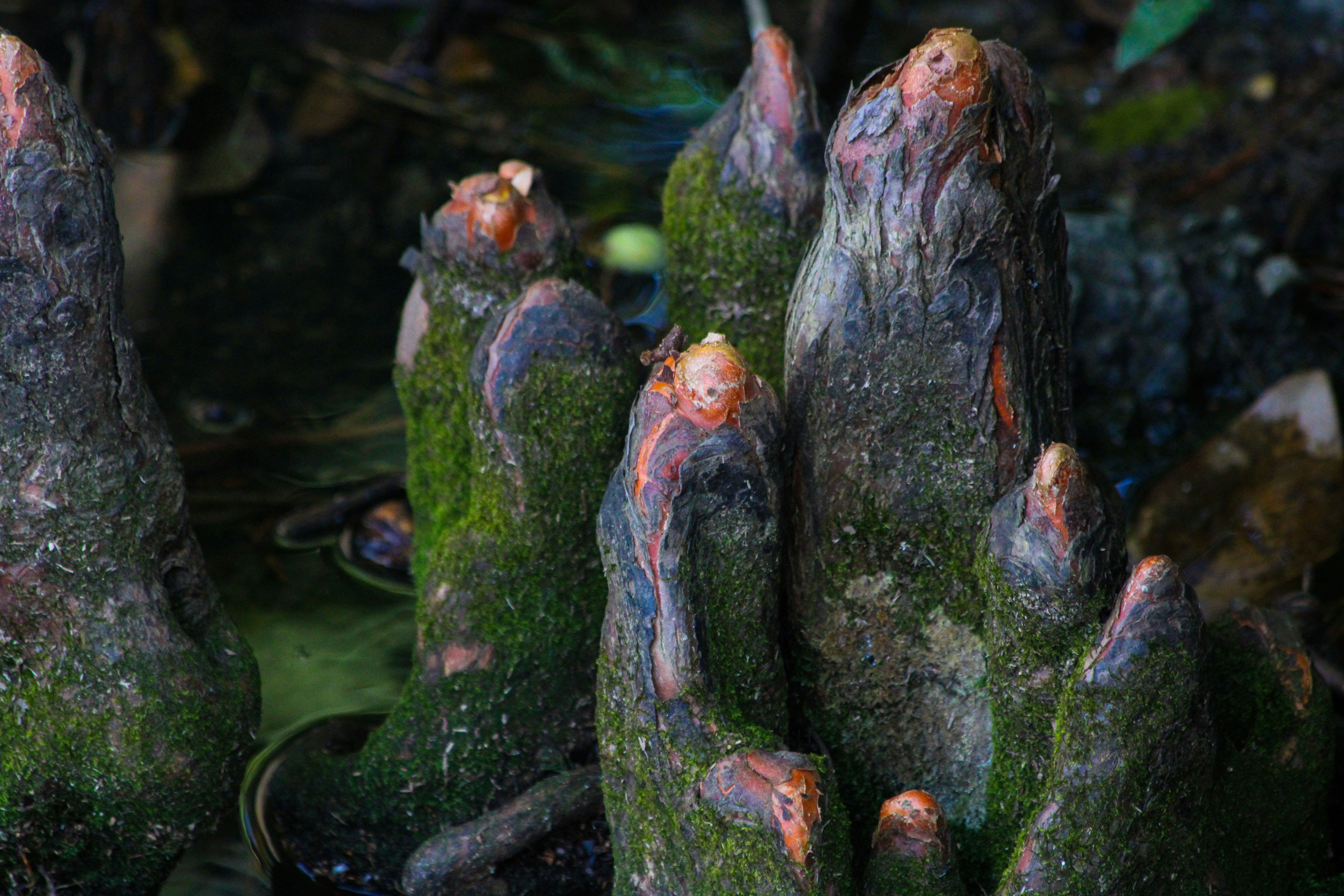 A close up of a group of tree stumps photo – Free Outdoors Image on ...