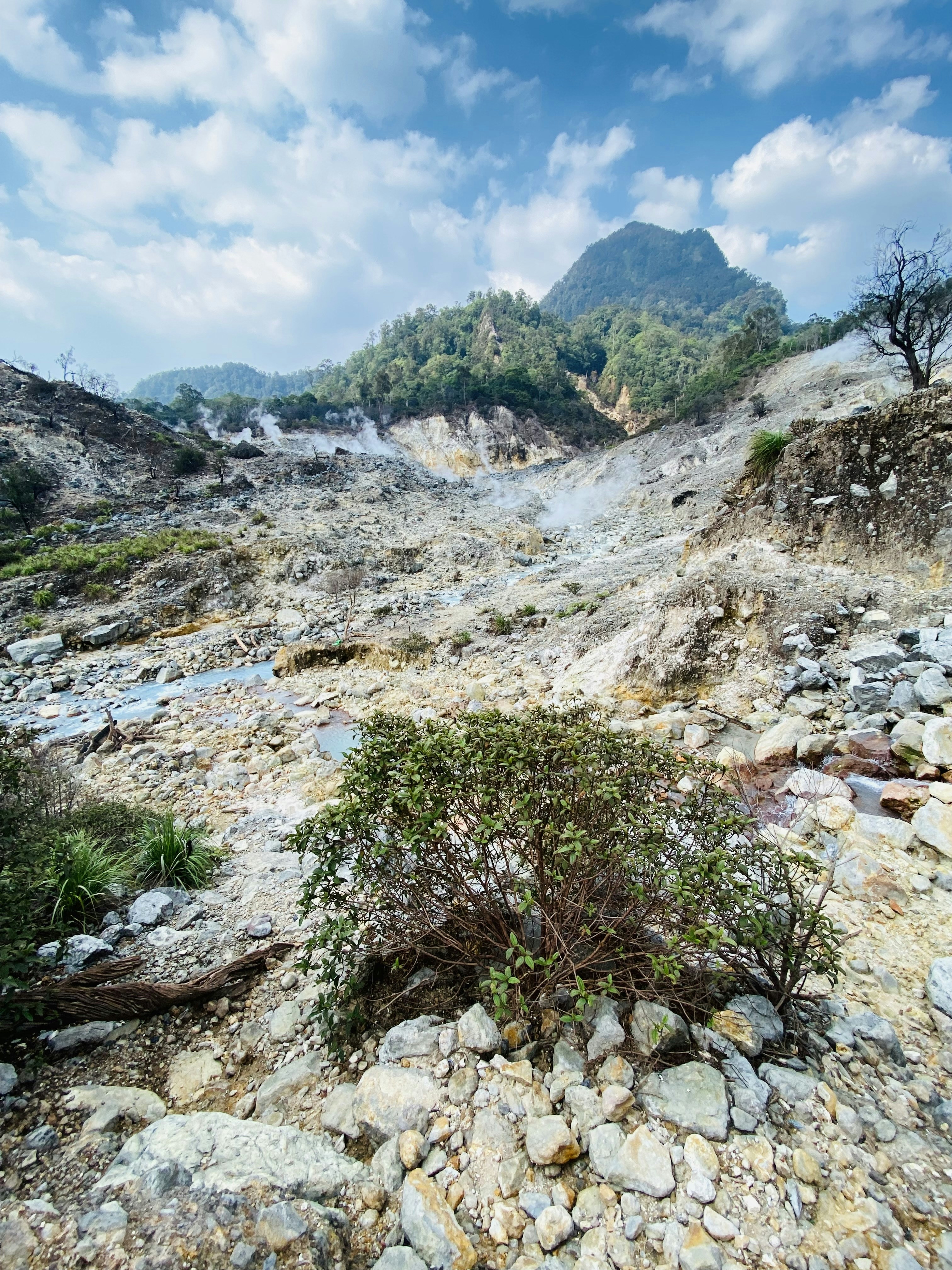 A rocky area with a small bush growing out of it photo – Free Volcano ...