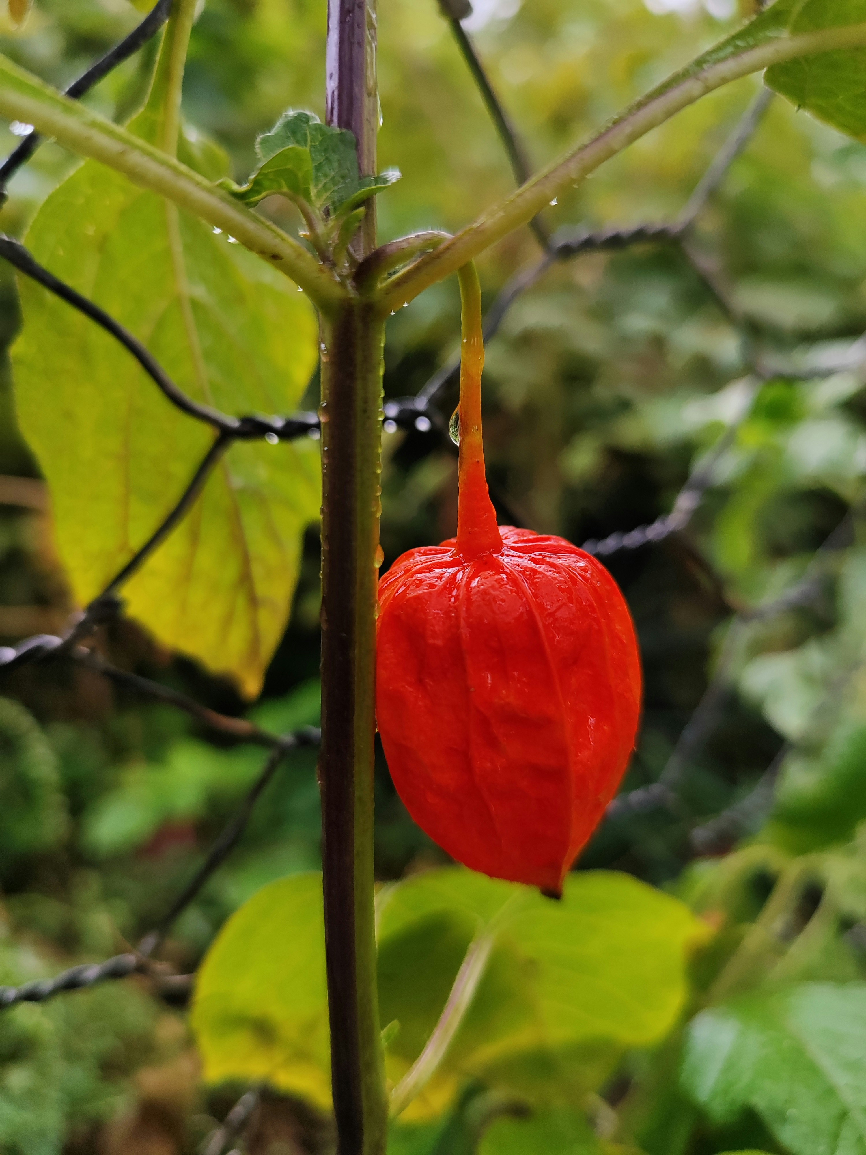 Photo by Anna Evans with Xiaomi Poco X5 Pro