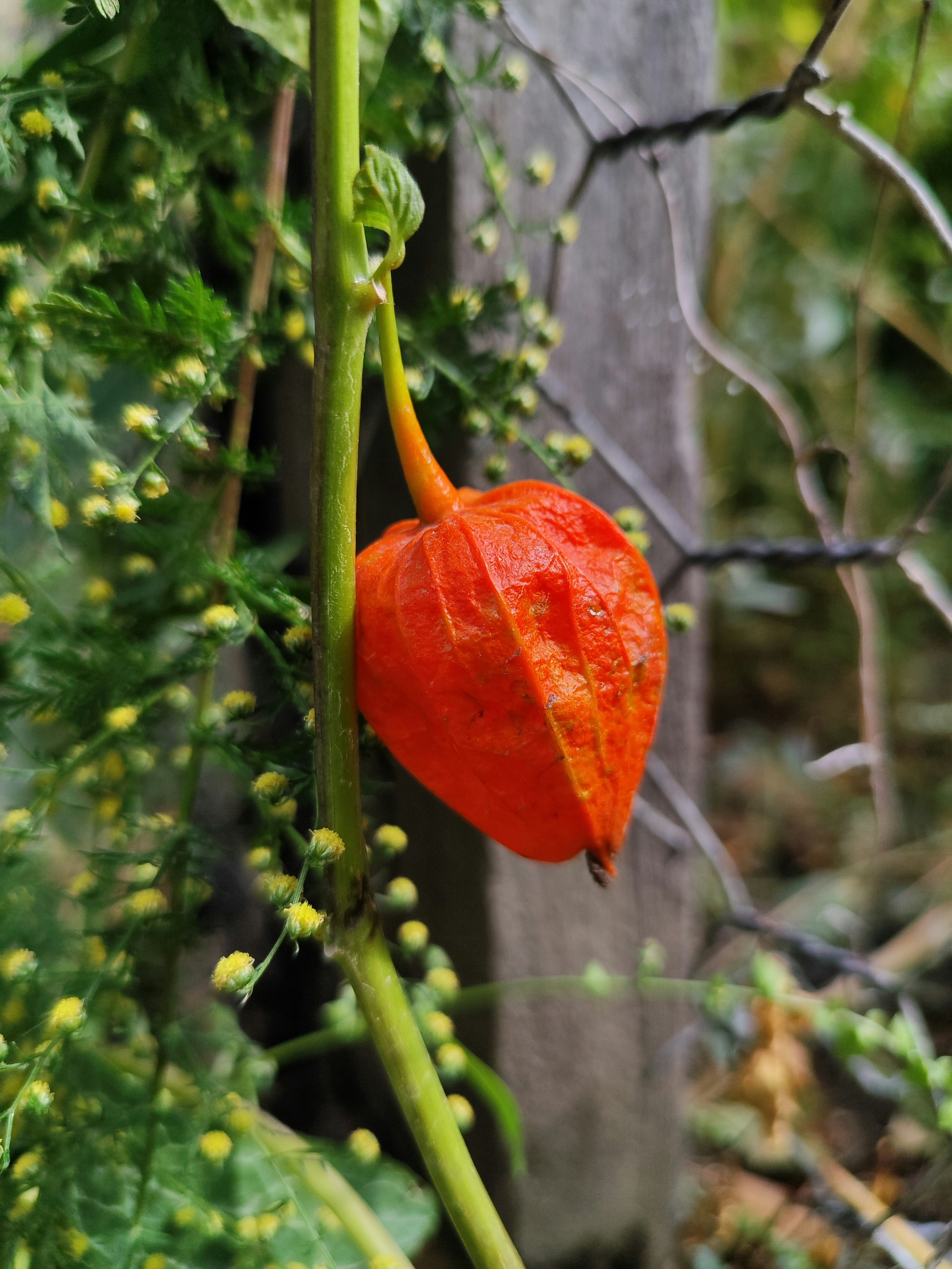 Photo by Anna Evans with Xiaomi Poco X5 Pro