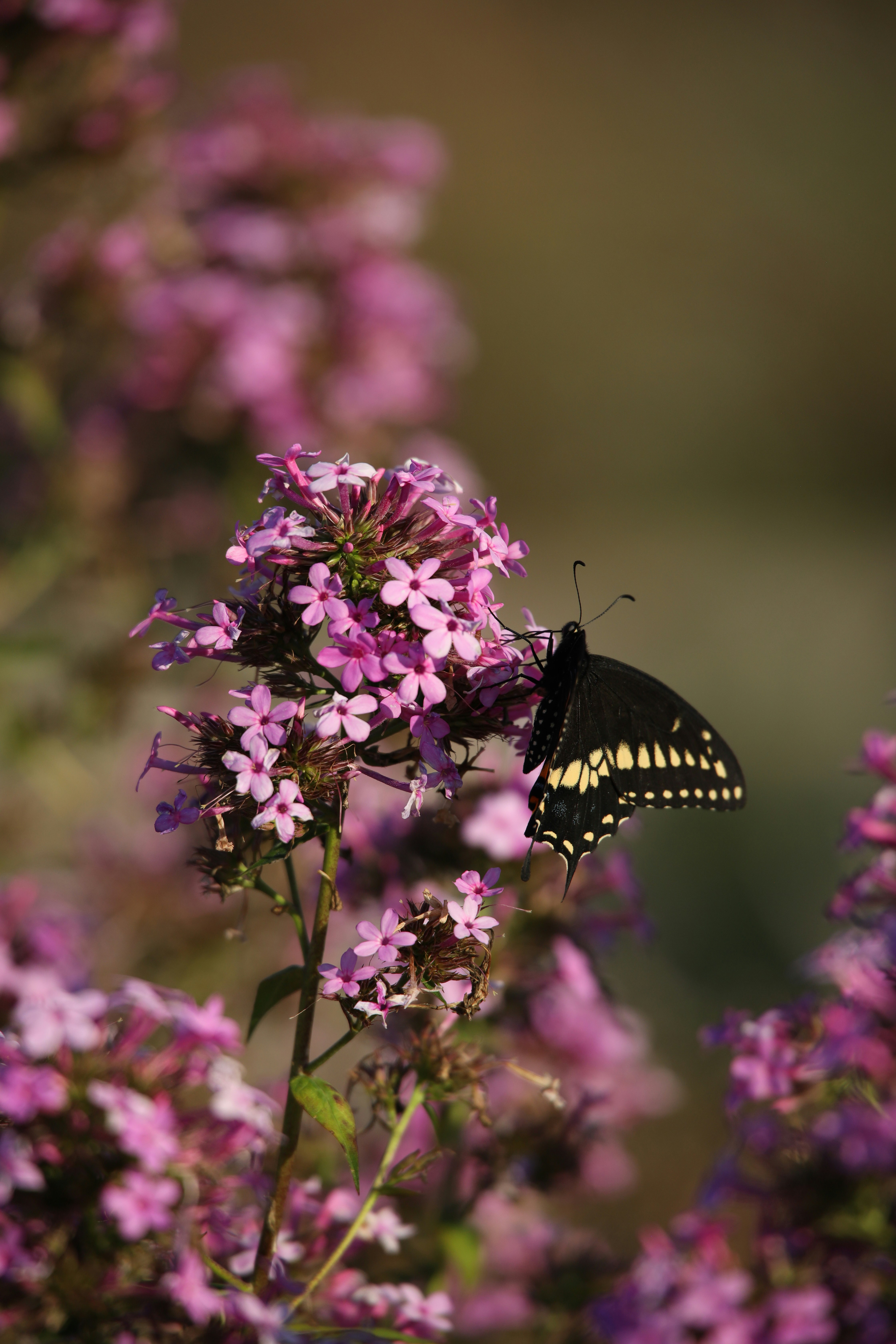 Midday Hover: Black Swallowtail on Magenta Phlox