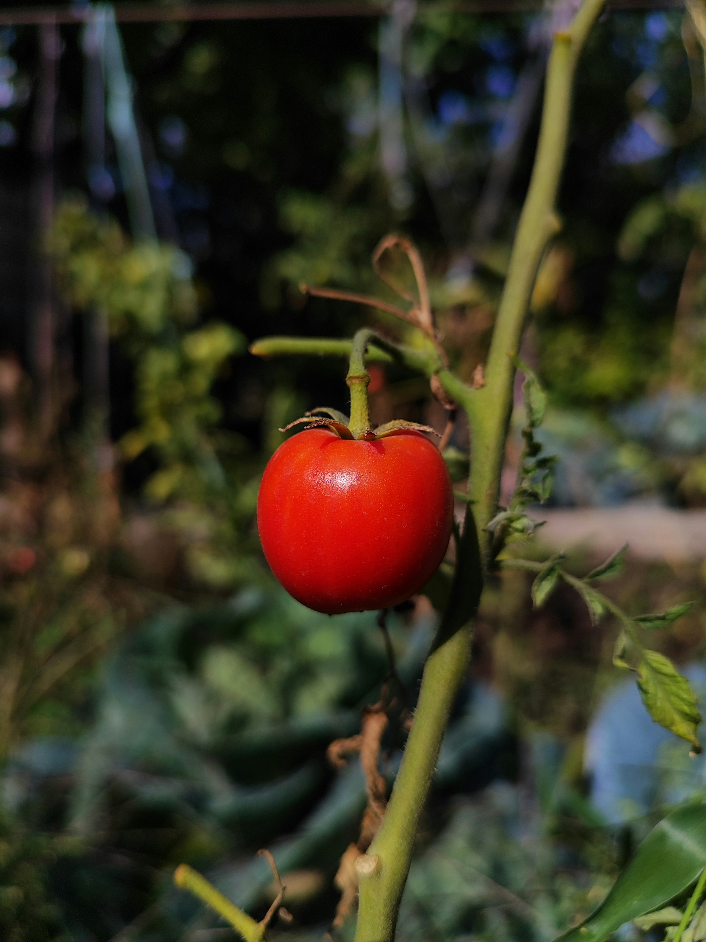 Close-up of a bright red tomato on a green vine with a soft, blurred garden background.
