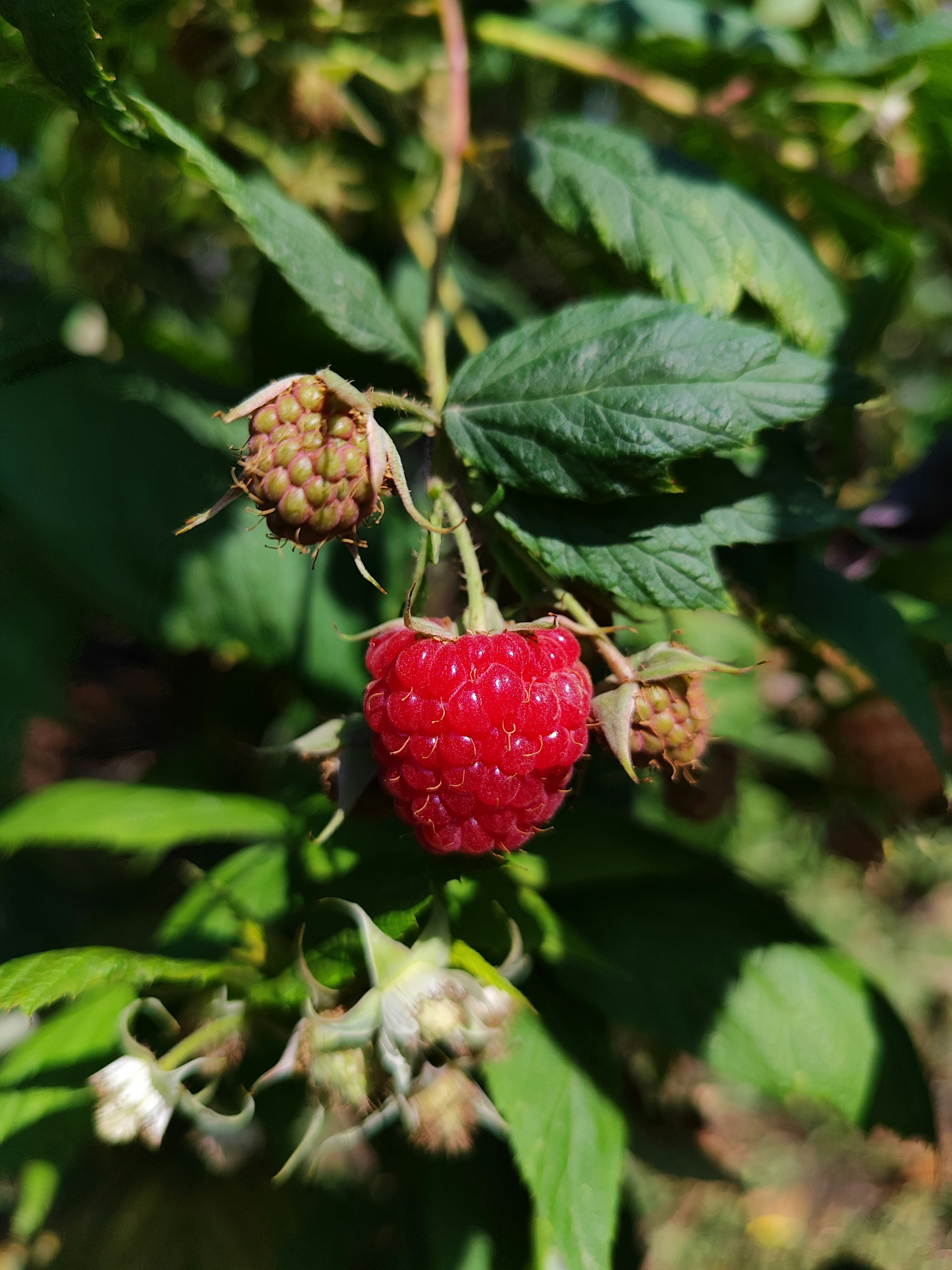 Sample photo from Xiaomi Poco X5 Pro