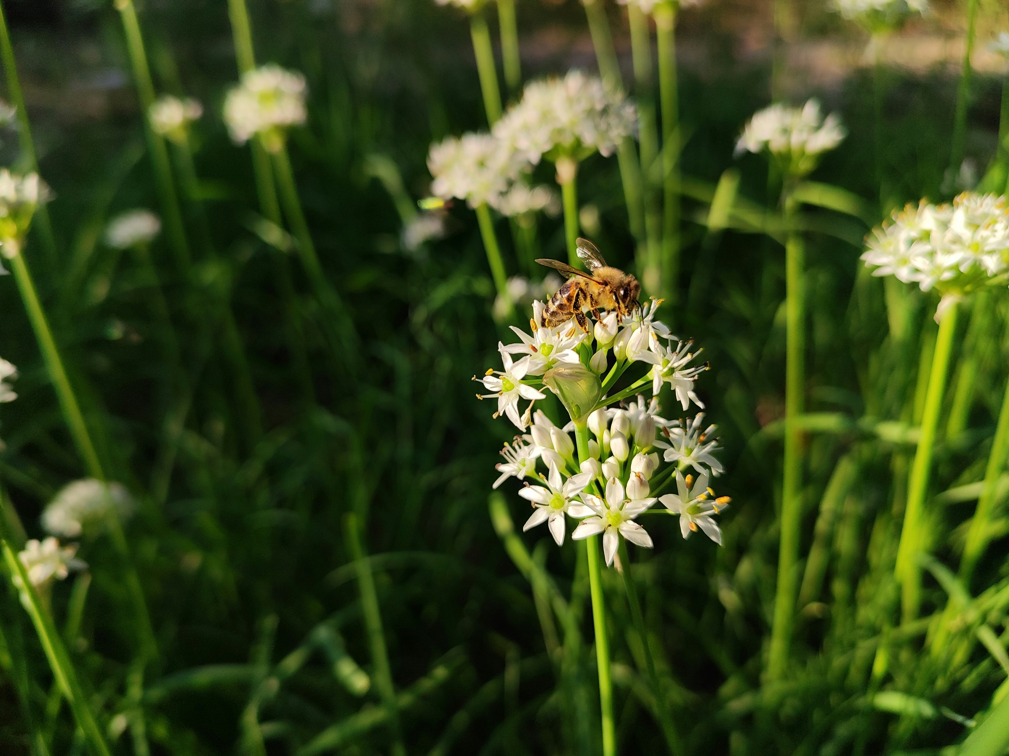 A bee pauses on a white flower cluster amid green blades in sunlight.