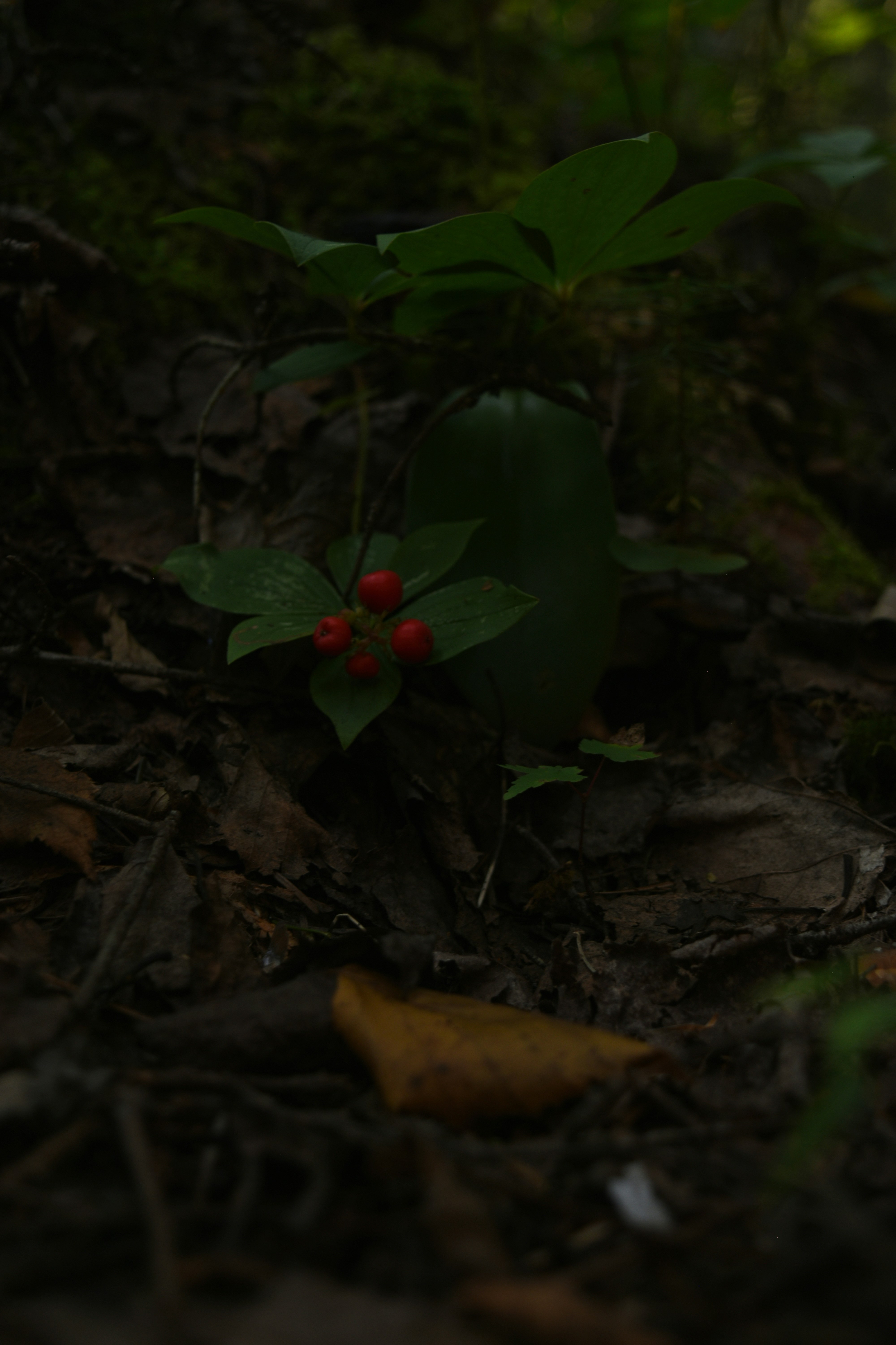 Scarlet Berries in the Shadowed Understory
