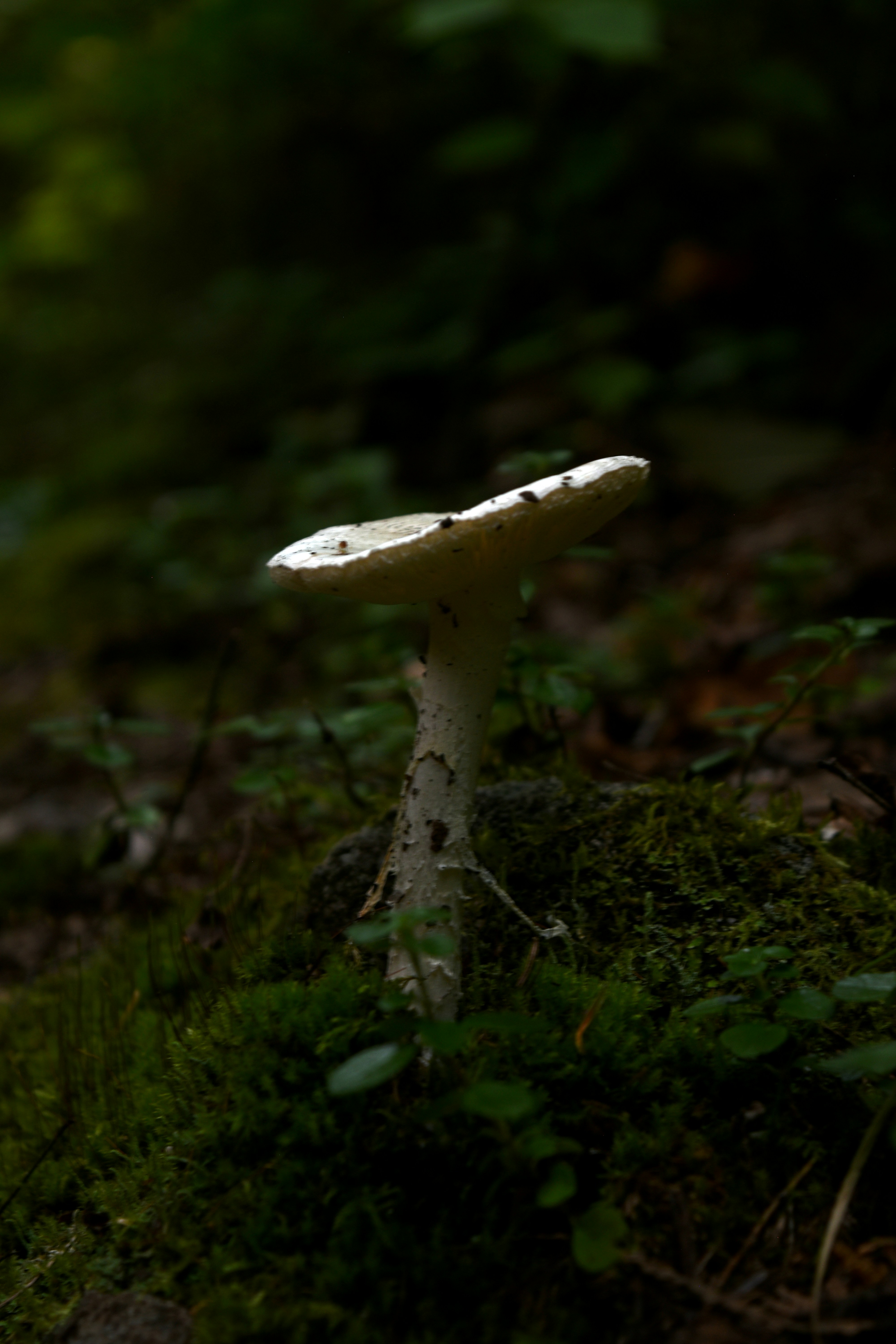 Lone White Mushroom on a Mossy Forest Stage at Dusk