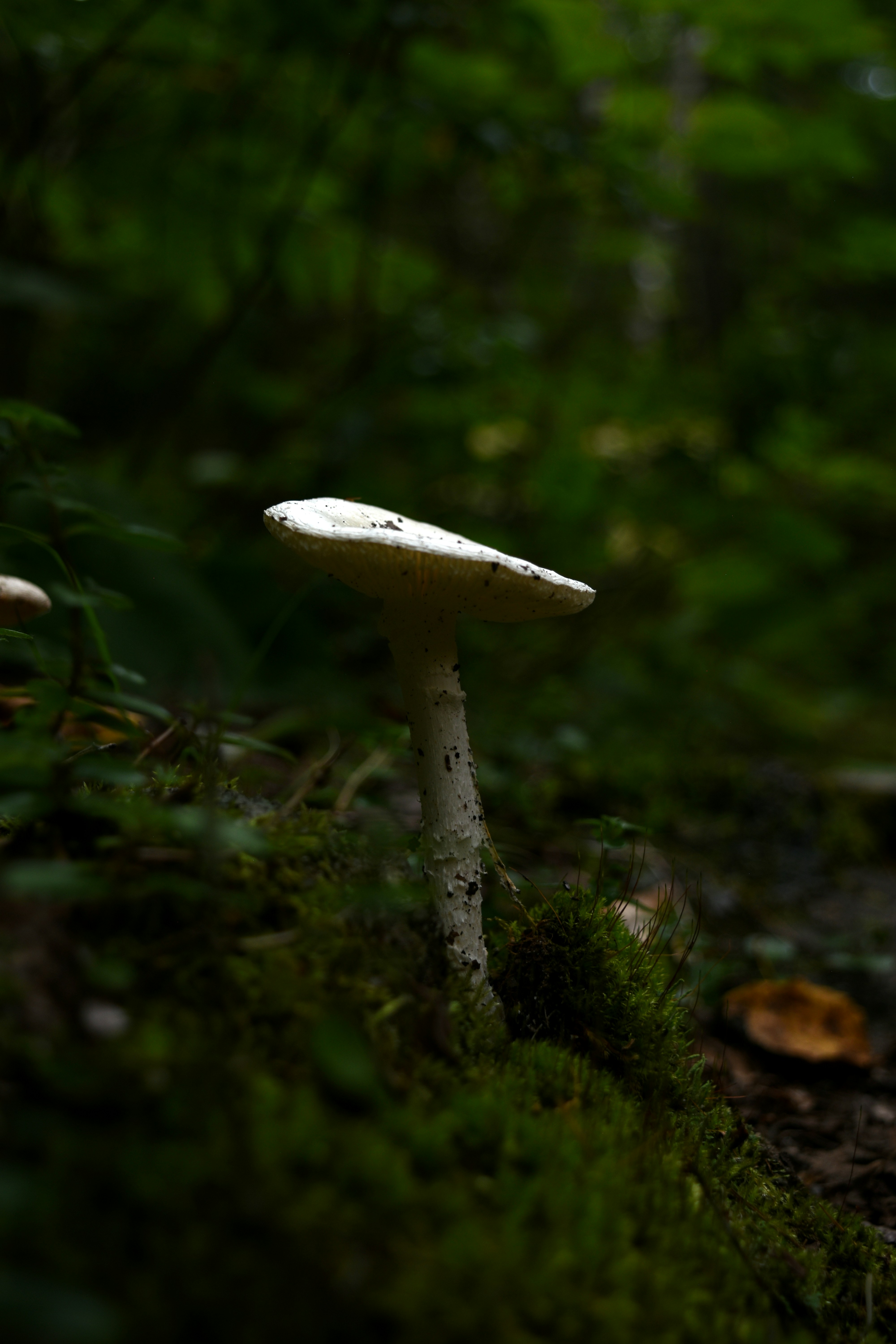 Lone White Mushroom on a Mossy Forest Stage