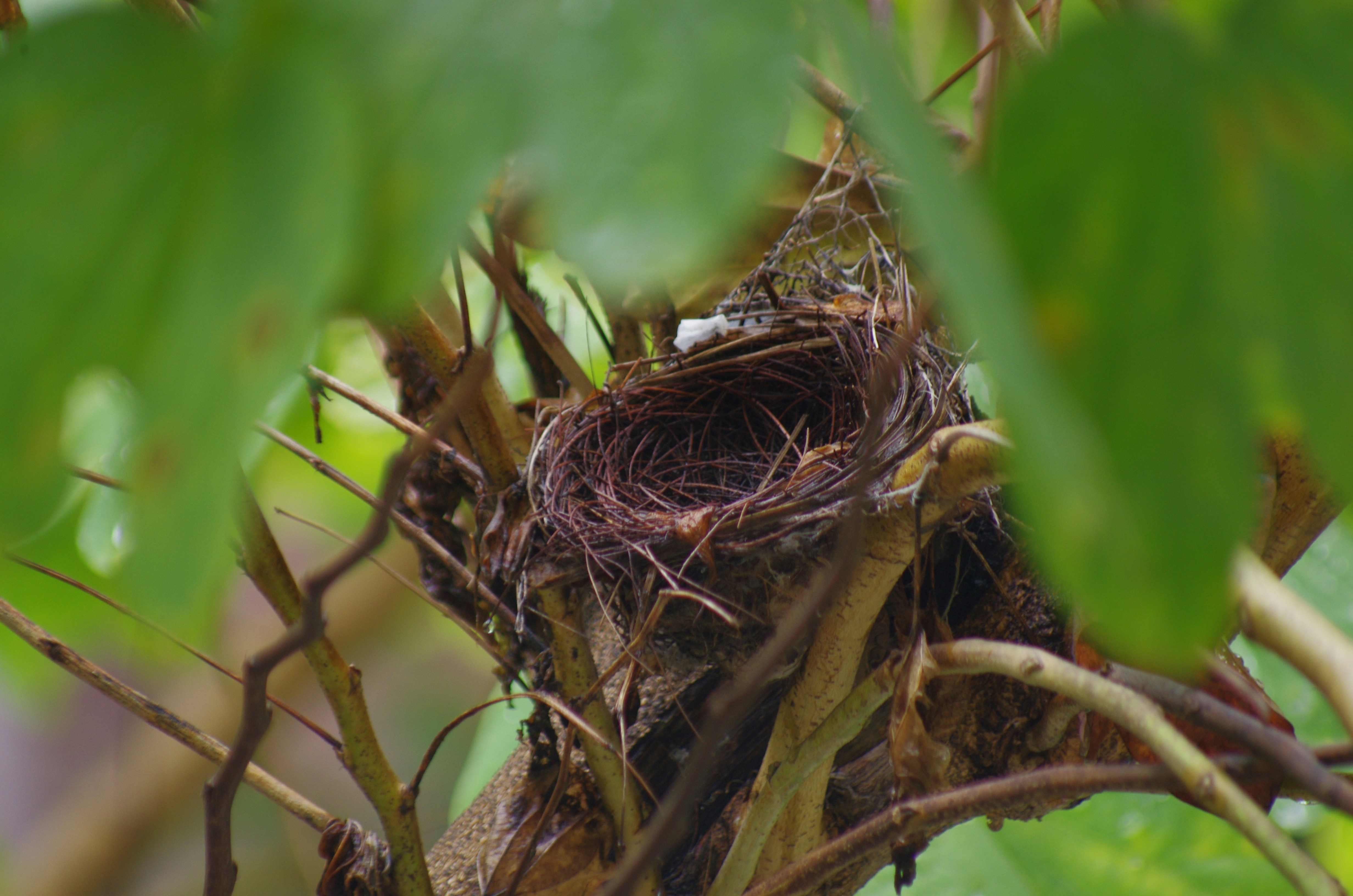 Nest in the Green Curtain: Close-Up of Tiny Twig Architecture