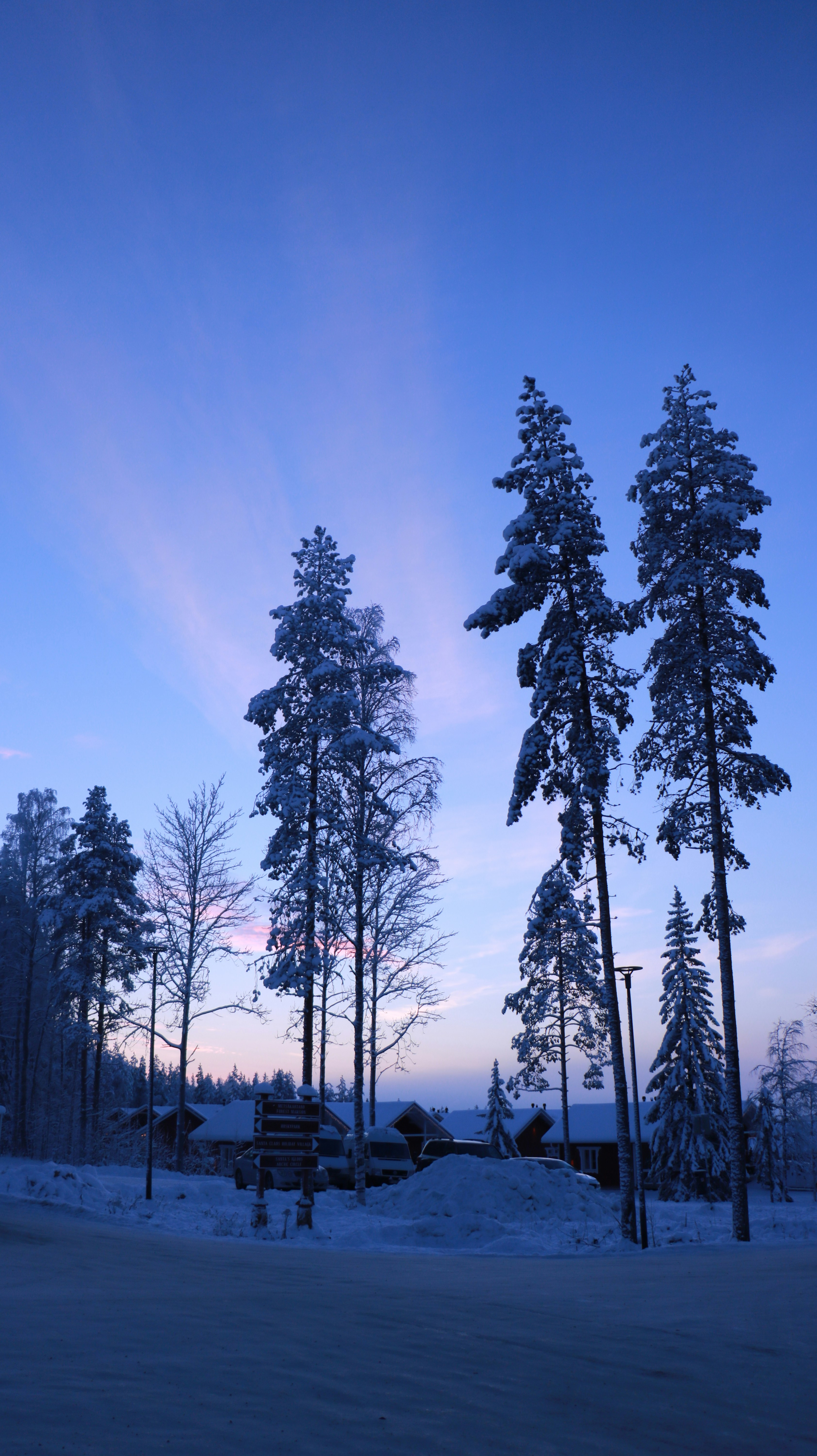 Twilight Pines Over a Snow-Blanketed Village at Dusk