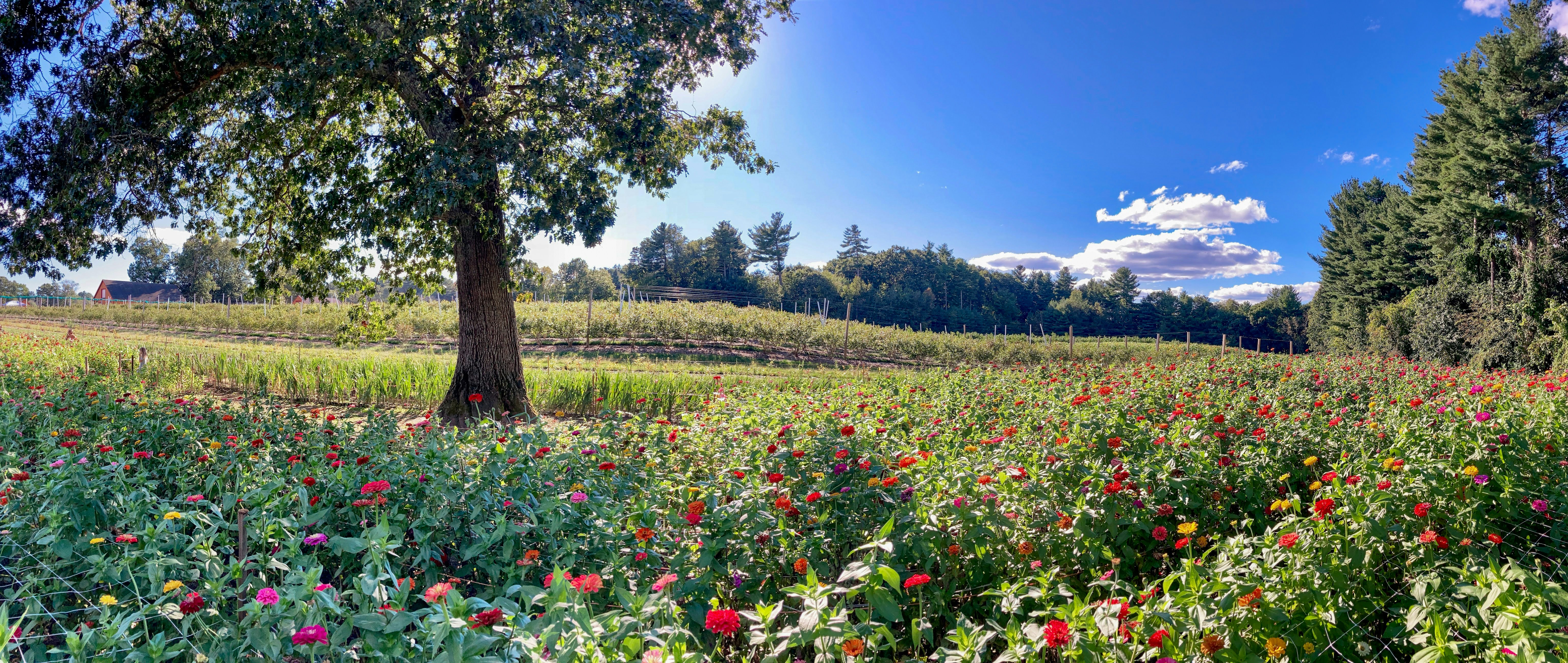 Lone Shade Tree Framing a Blooming Carpet Under Cerulean Sky