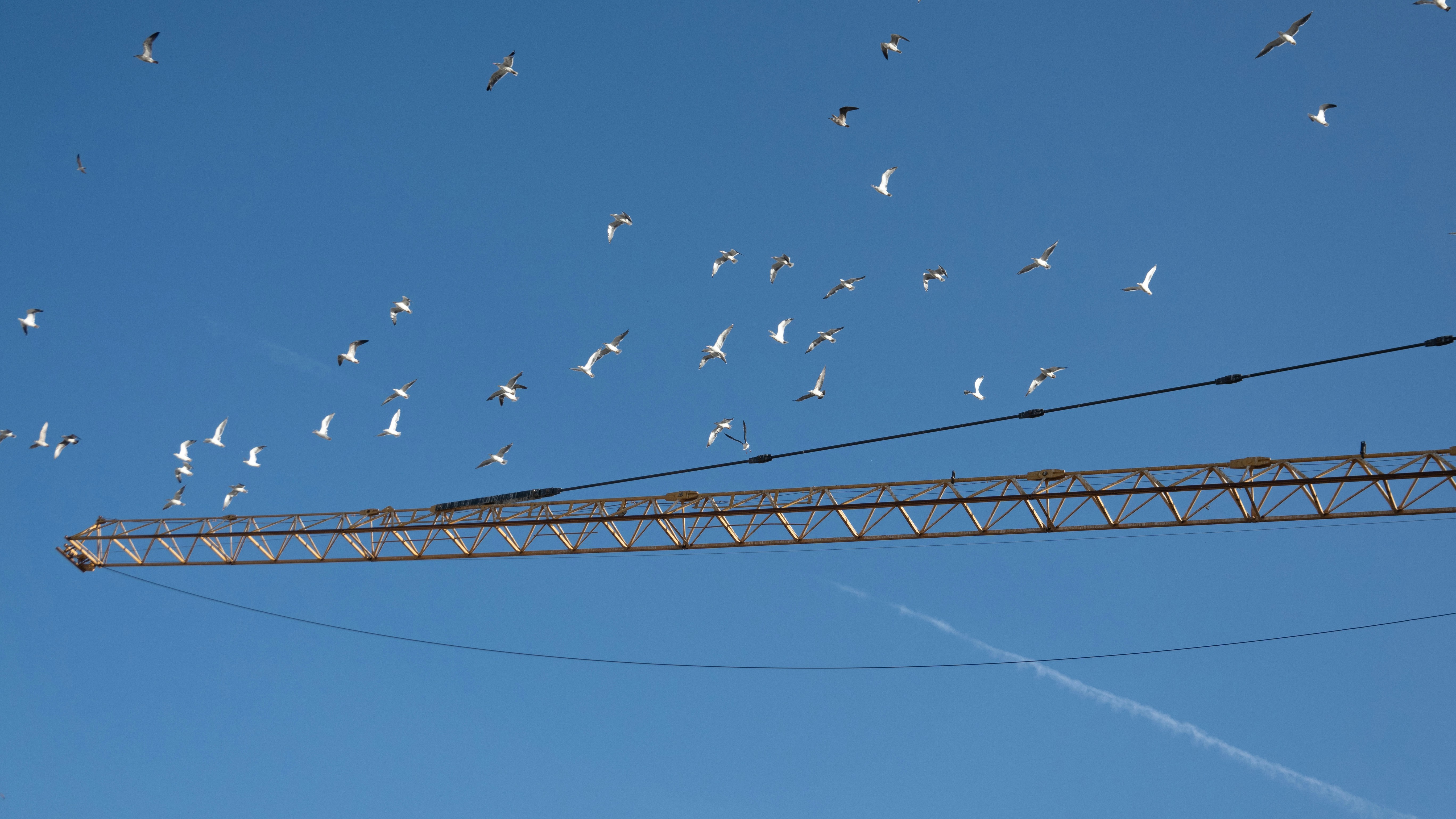 Winged Dots Over a Crane Span: Birds in a Bright Skyline