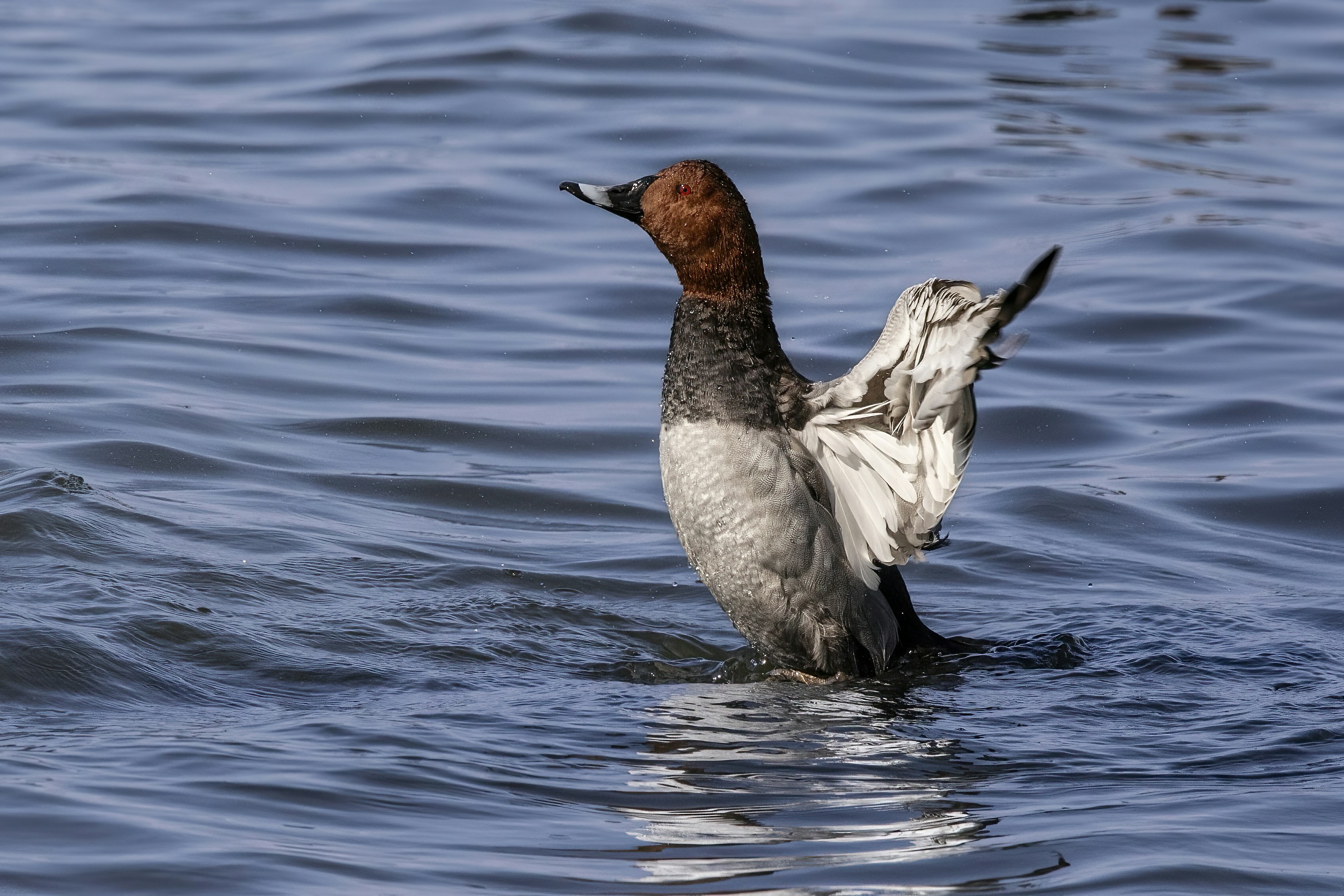 Wingbeat Pause on Ripples: A Waterfowl Emerges from the Wake