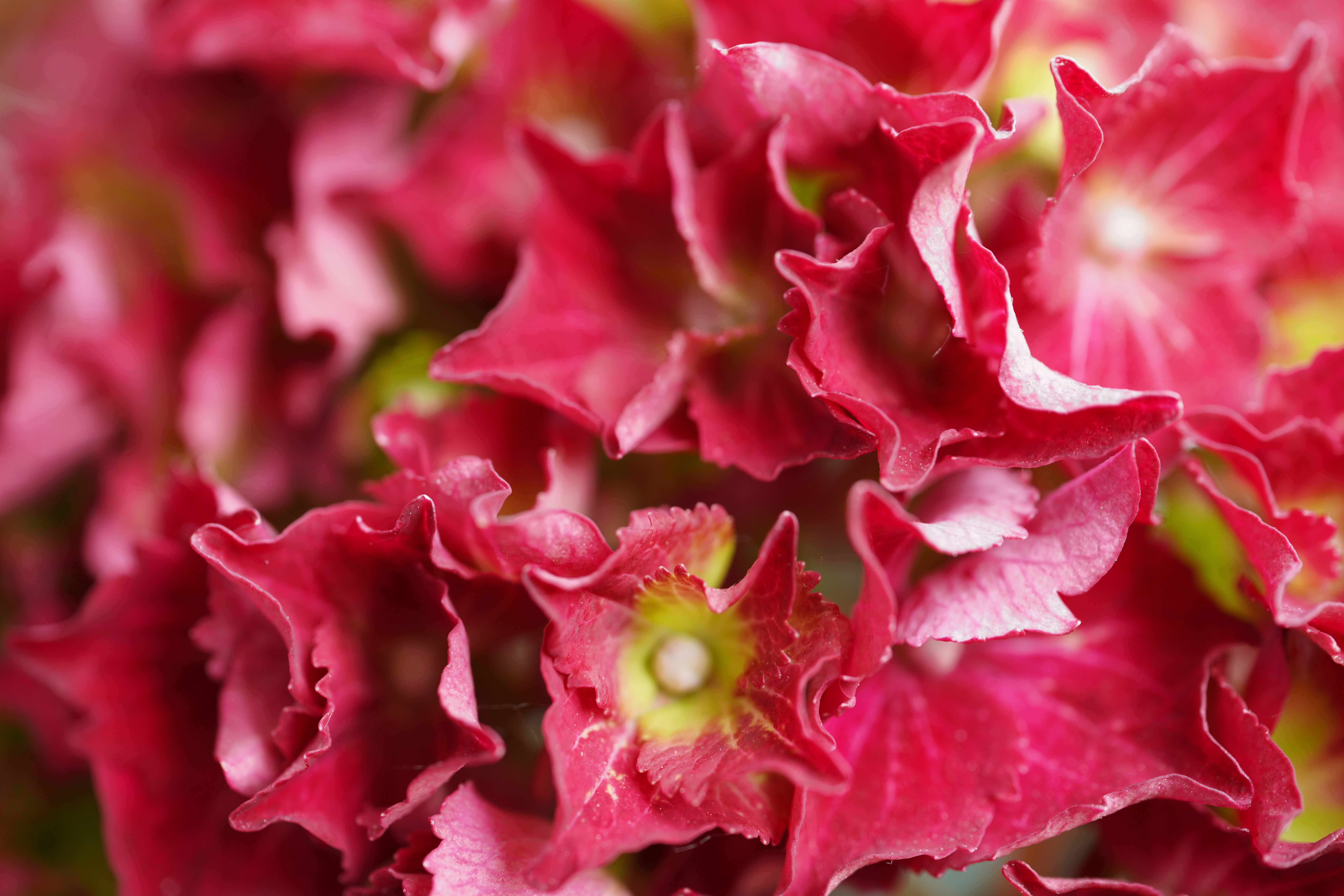 Gros plan d’un bouquet de fleurs roses photo – Photo La Belgique ...