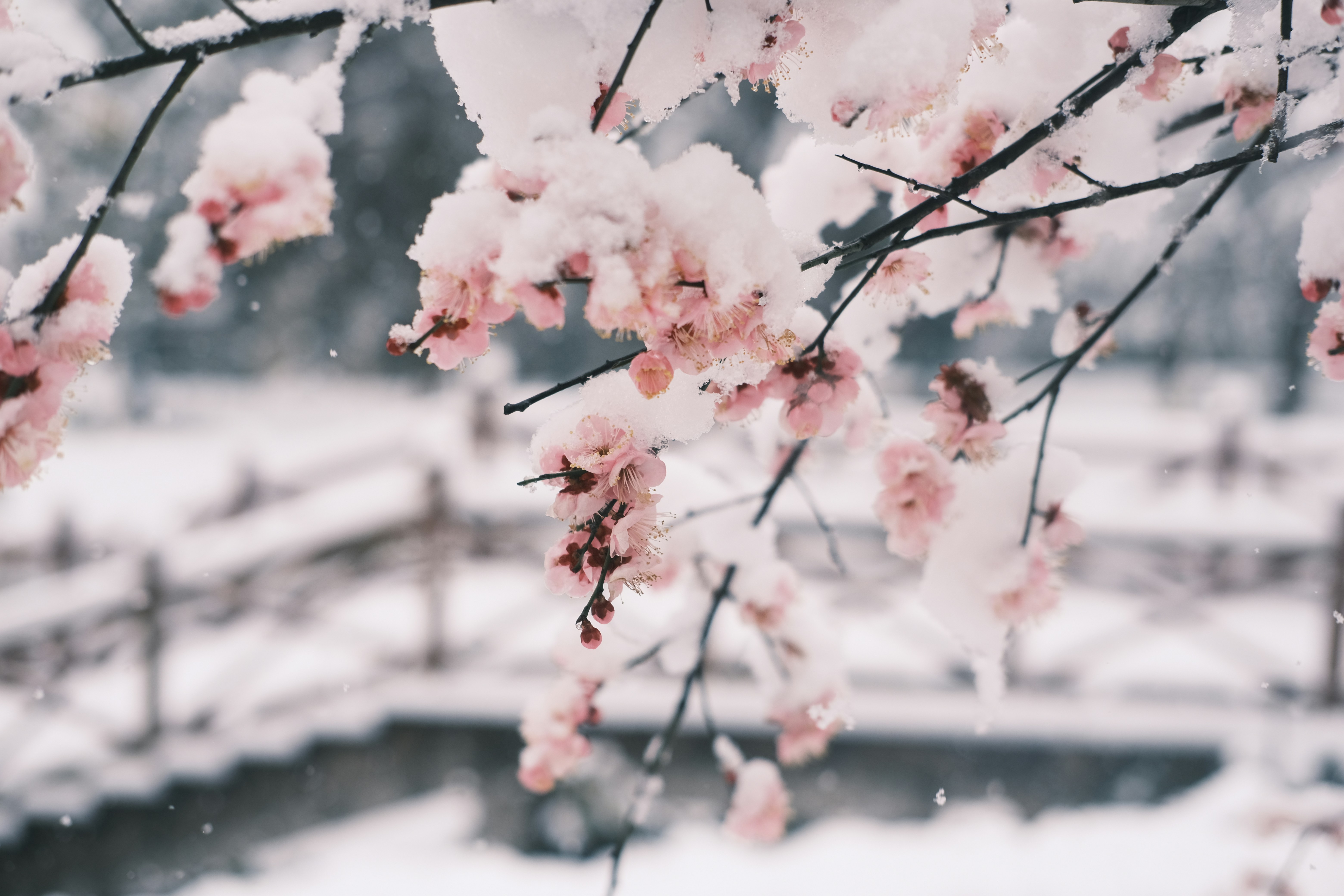 Snow-dusted branch with delicate pink flowers in focus, set against a blurred snowy landscape.