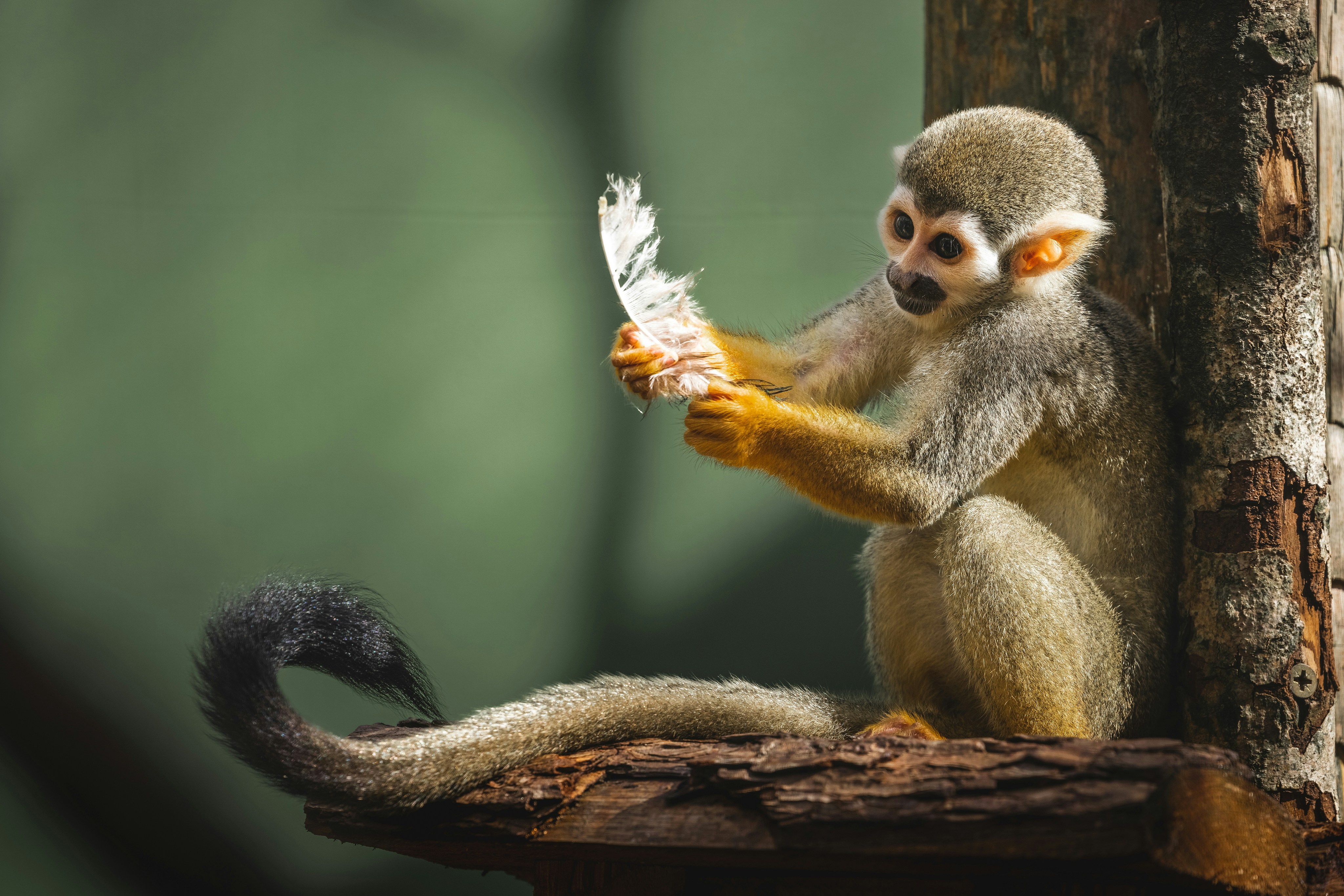 A small monkey is holding a piece of paper photo – Free Animal Image on ...