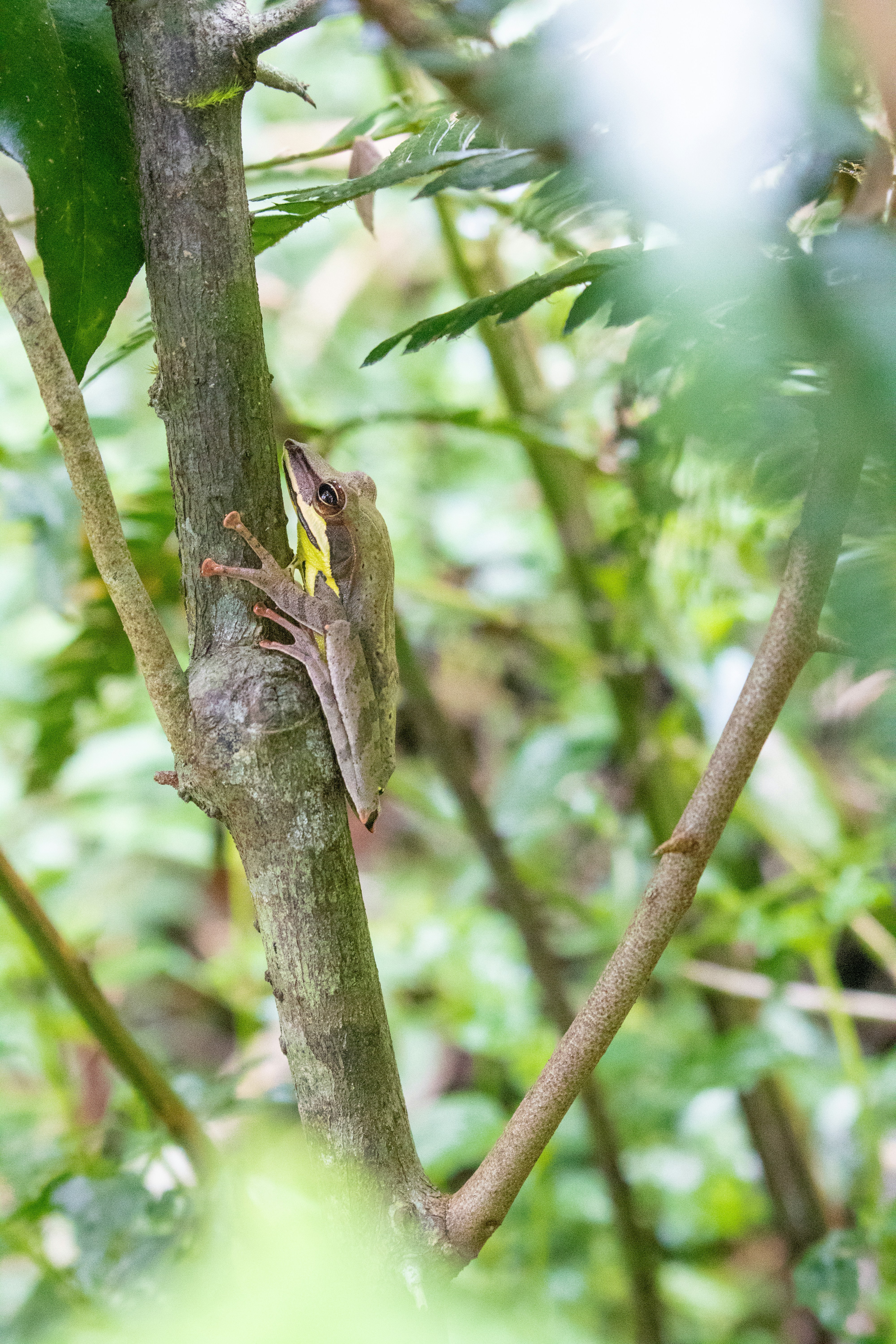 Vine-Nook Climber: a Lizard Portrait on a Mossy Trunk