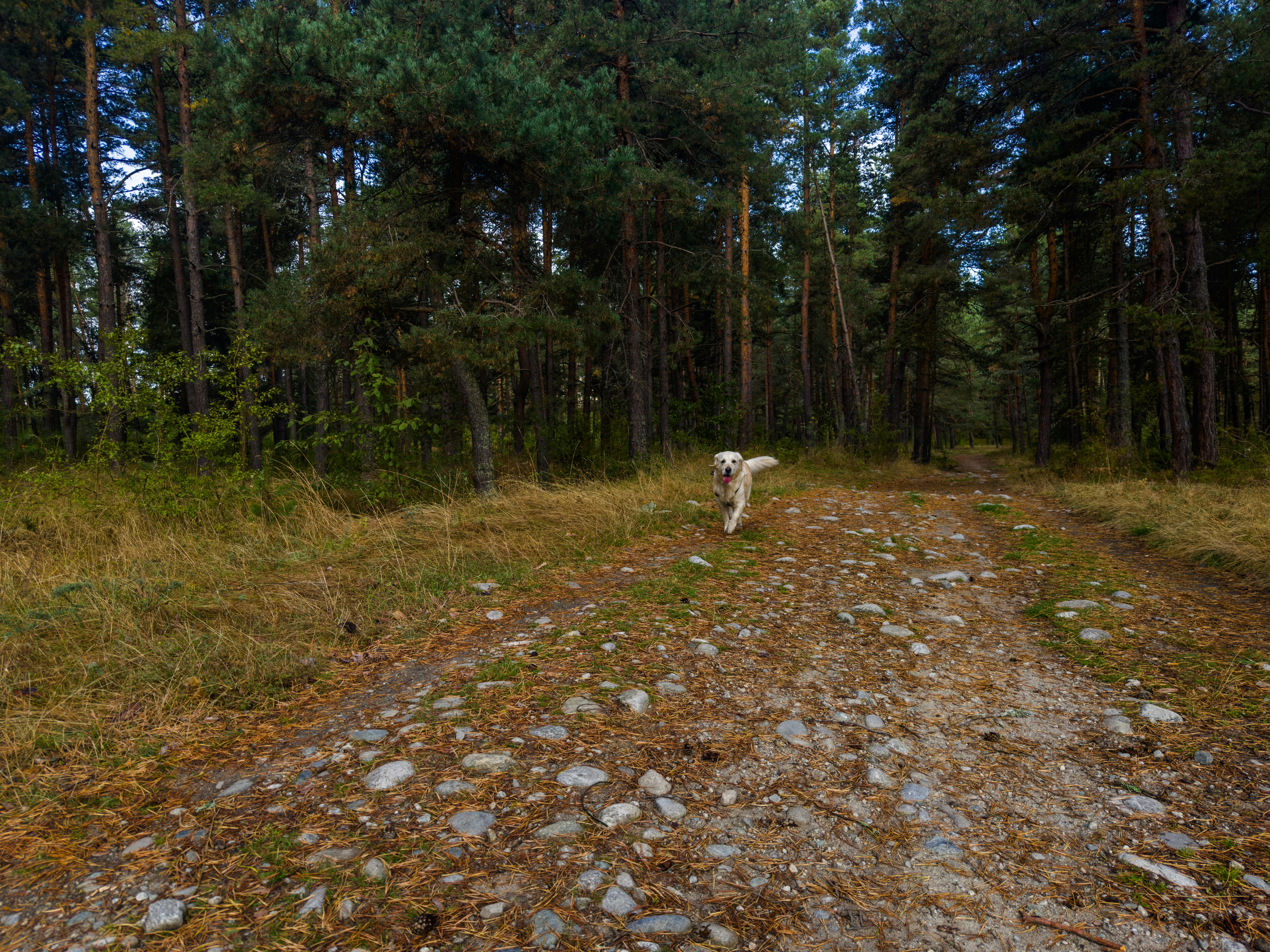 White Dog on a Pebble-Strewn Forest Path Under a Pine Canopy