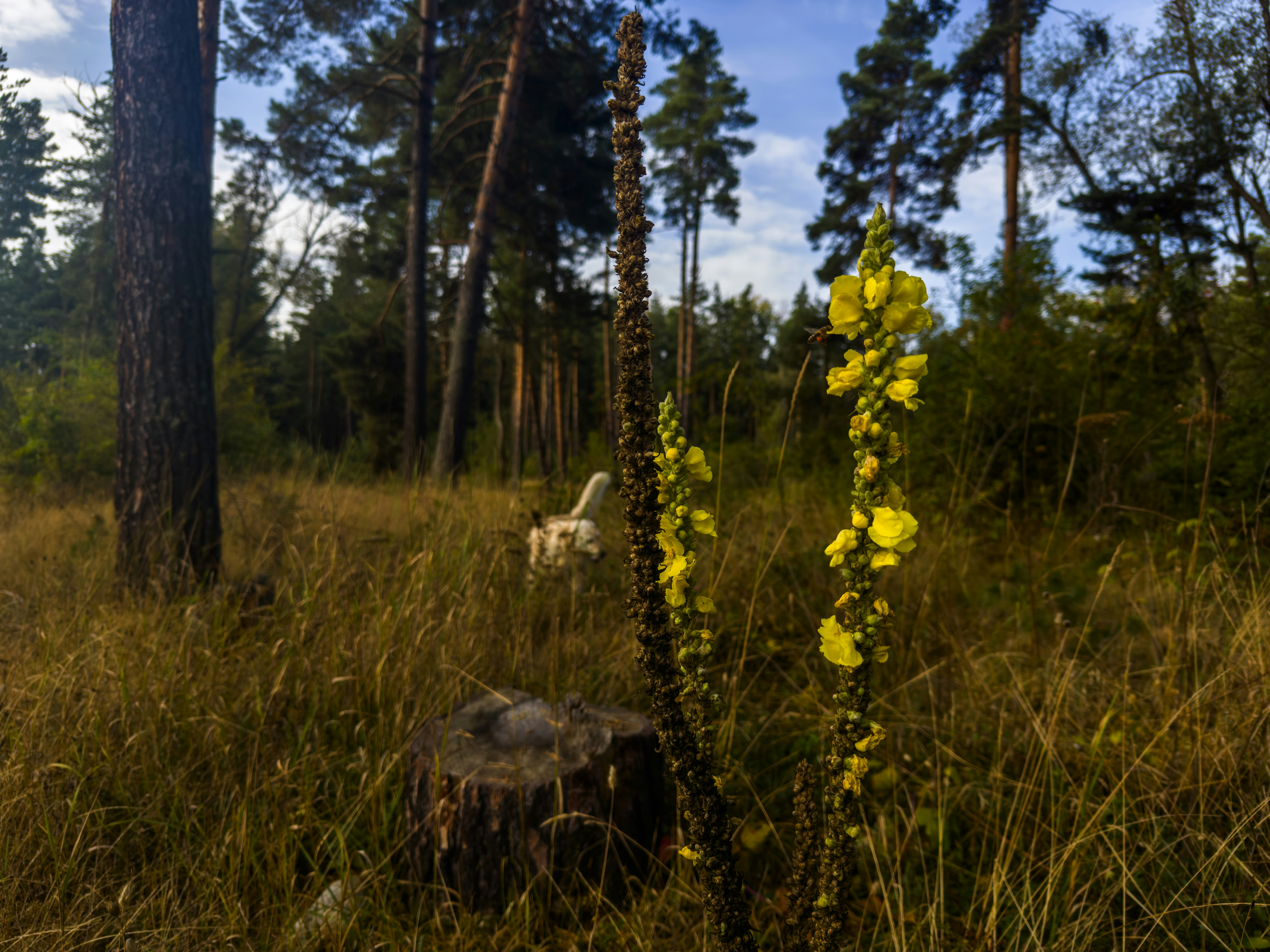 Golden Bloom Beacons in a Quiet Pine Clearing