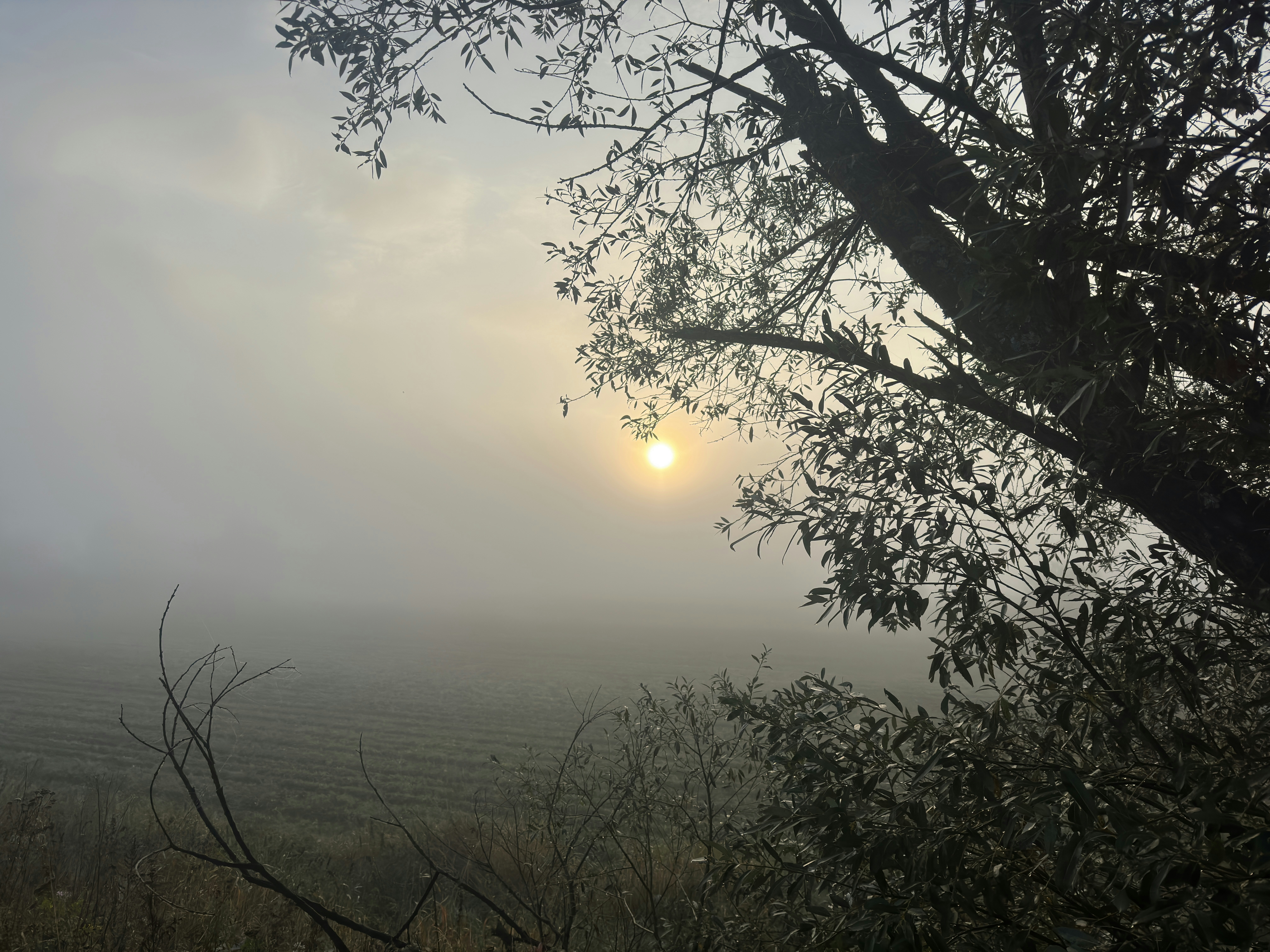 Dawn Veil Over the Field: Sun Through Fog Framed by a Silhouetted Tree