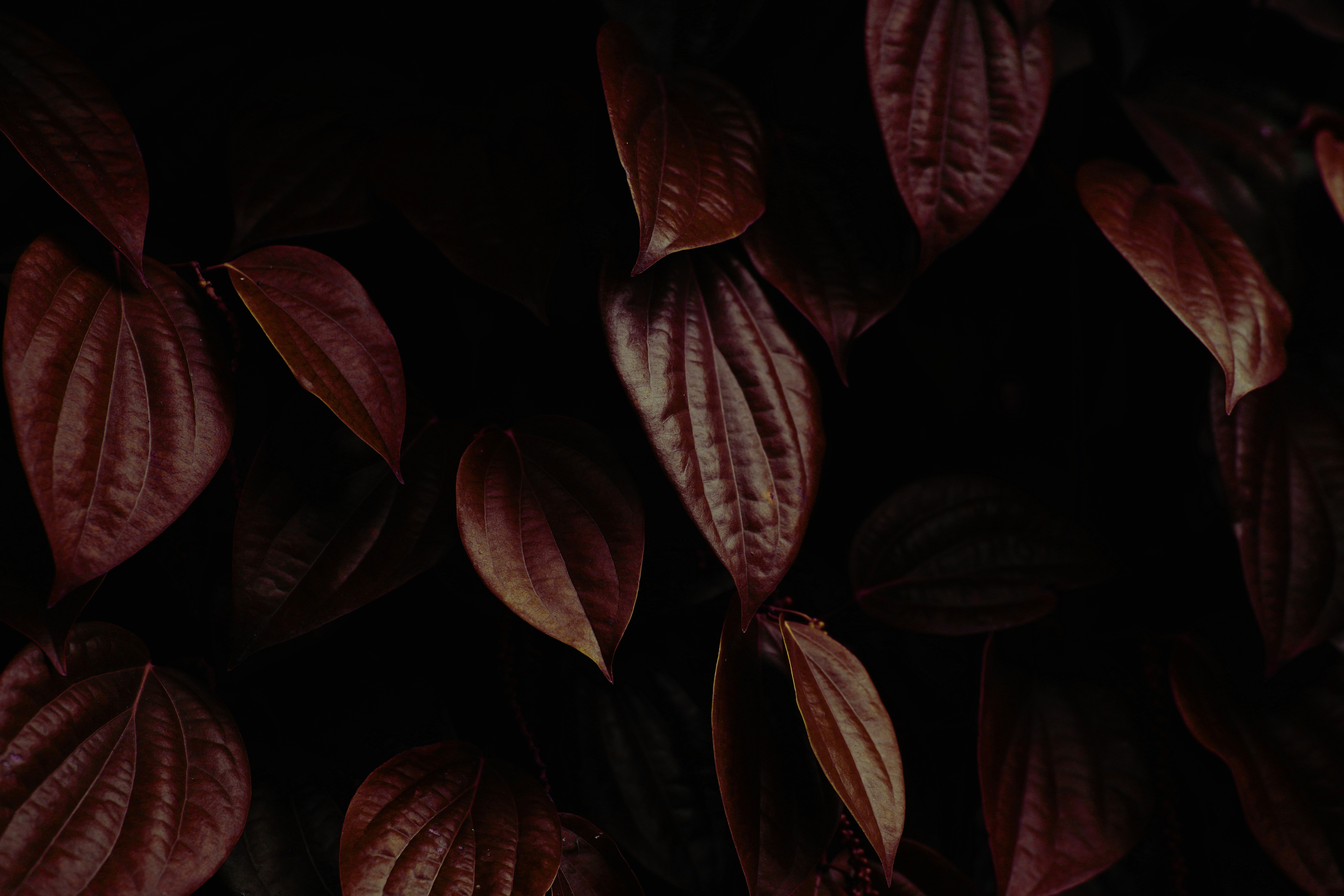 Deep burgundy leaves entwined in shadows create a rich tapestry of texture and color.