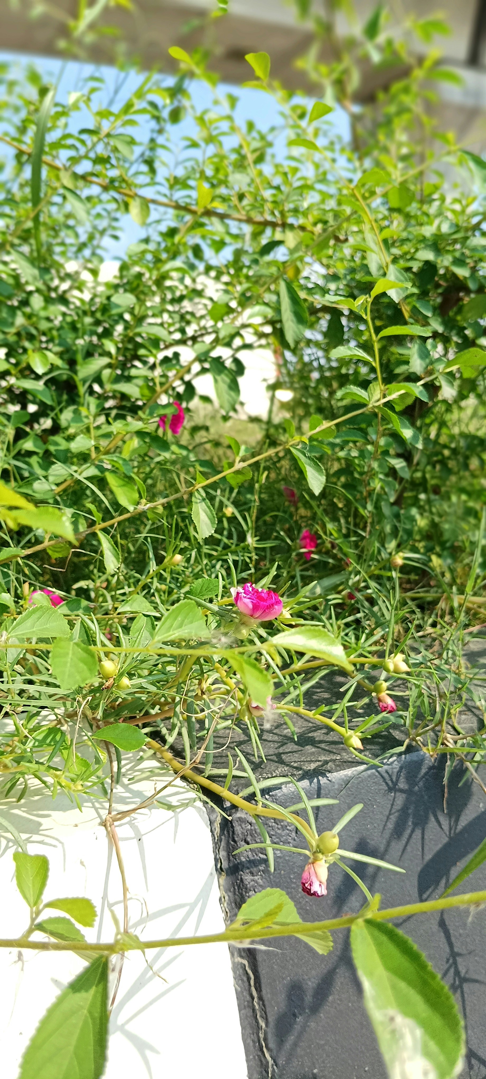 A bunch of flowers that are on a table photo – Free Flower Image on ...