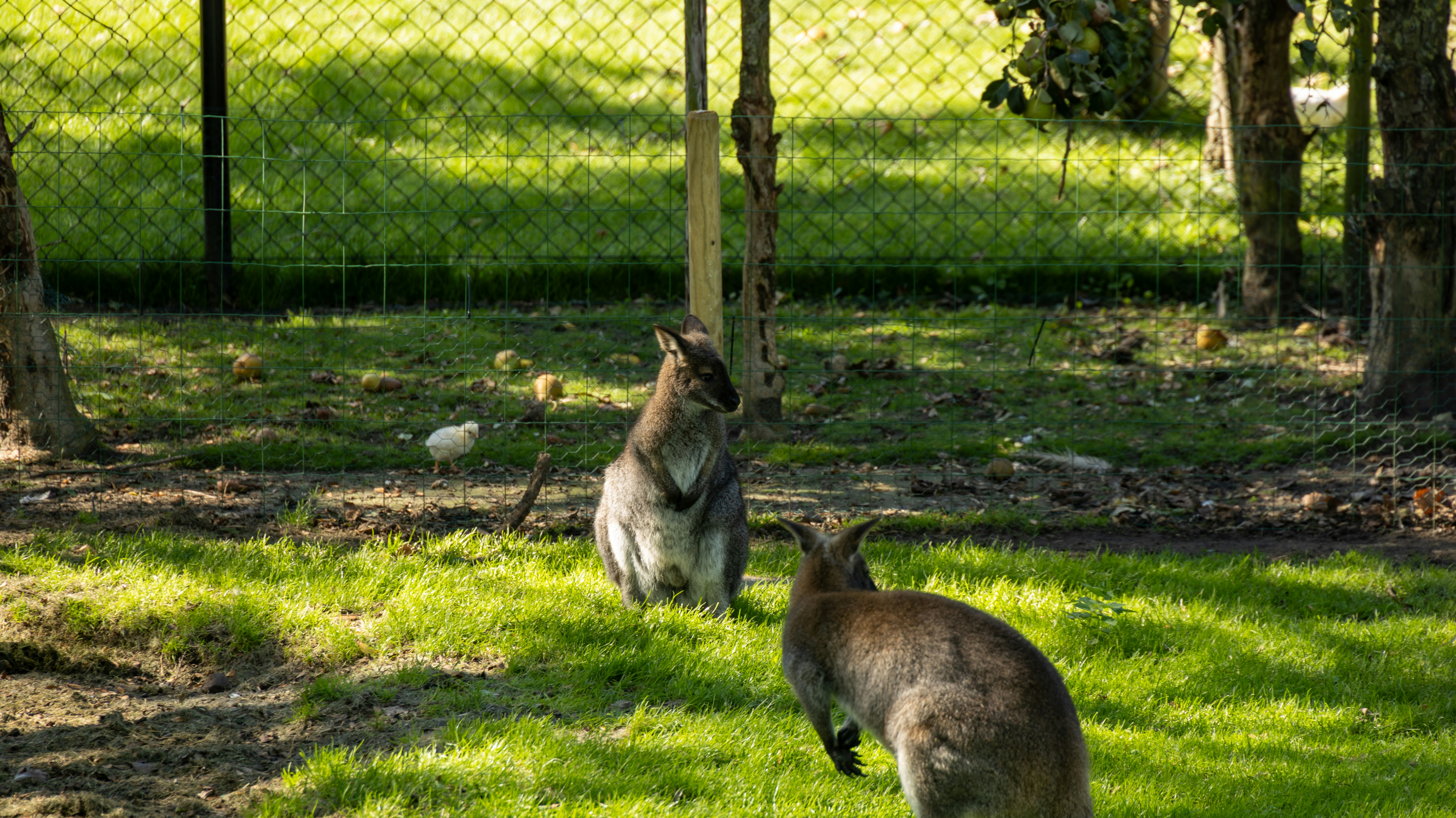 The Ultimate Guide to Aussie Animals at Melbourne Zoo