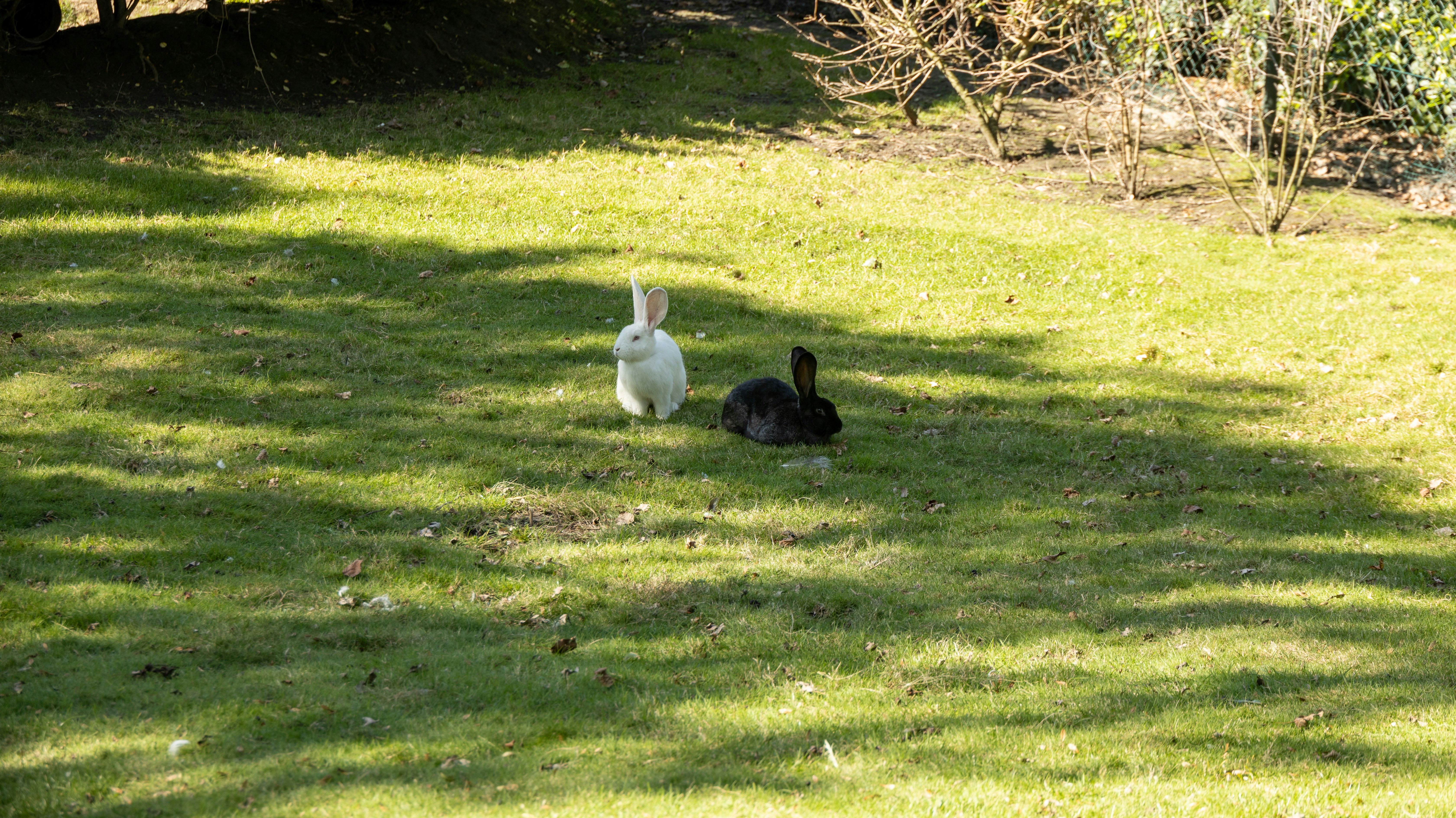 Two black and white rabbits sitting in the grass photo – Free Animal ...