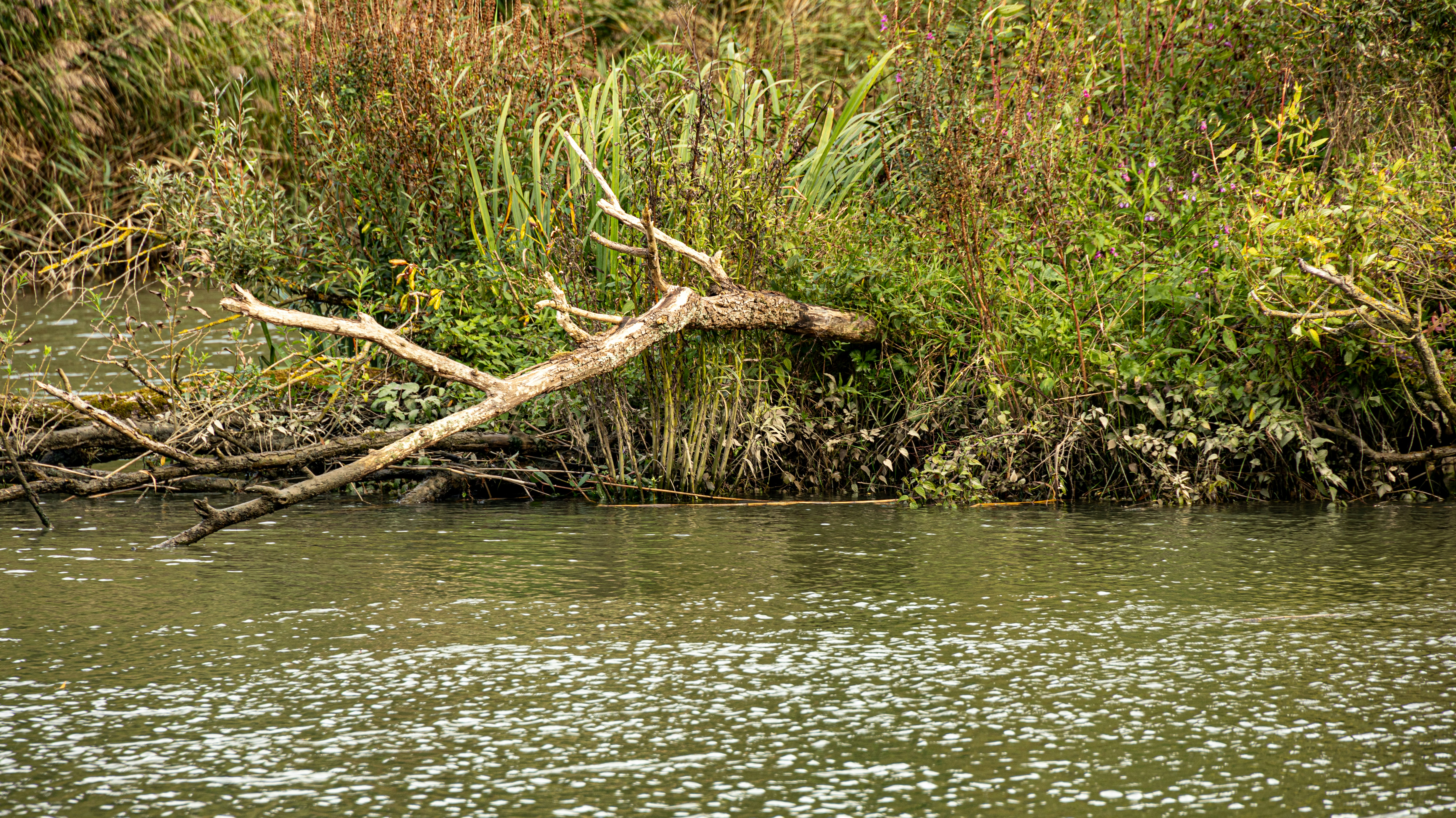 A tree branch sticking out of the water photo – Free Nature Image on ...
