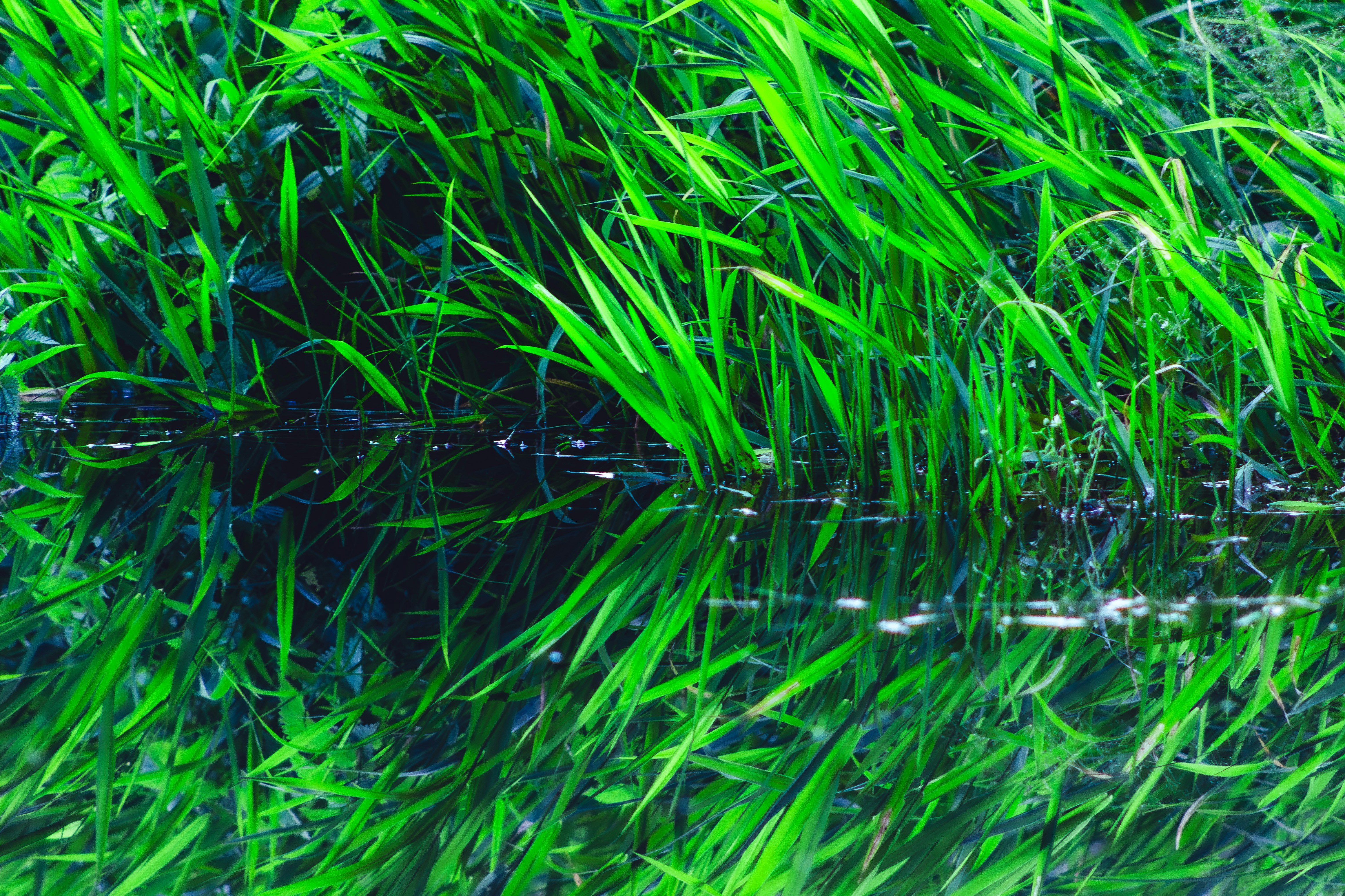 Verdant Fringe: Grass Reflections on a Glassy Surface