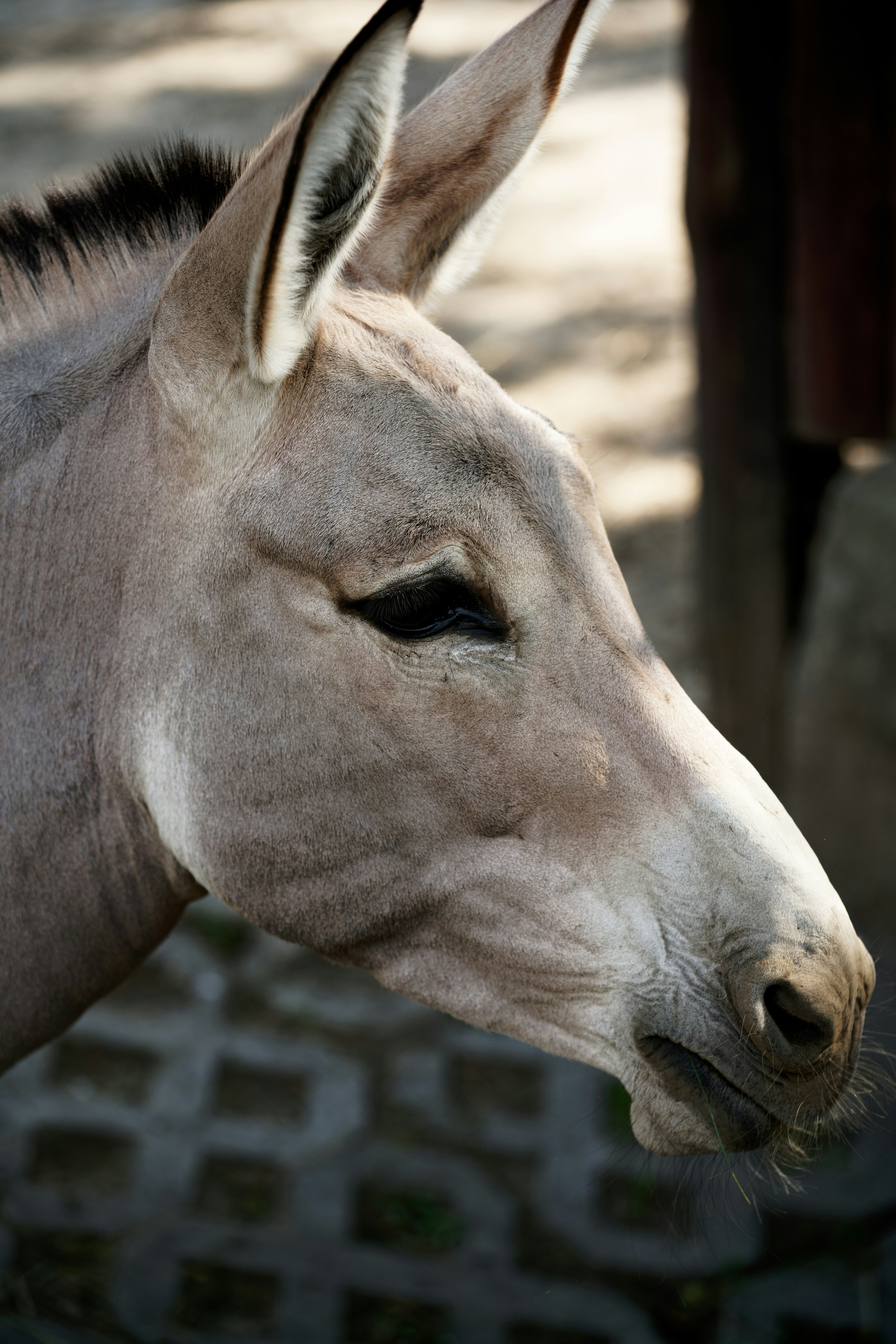 A close up of a donkey with a blurry background photo – Free Grey Image ...
