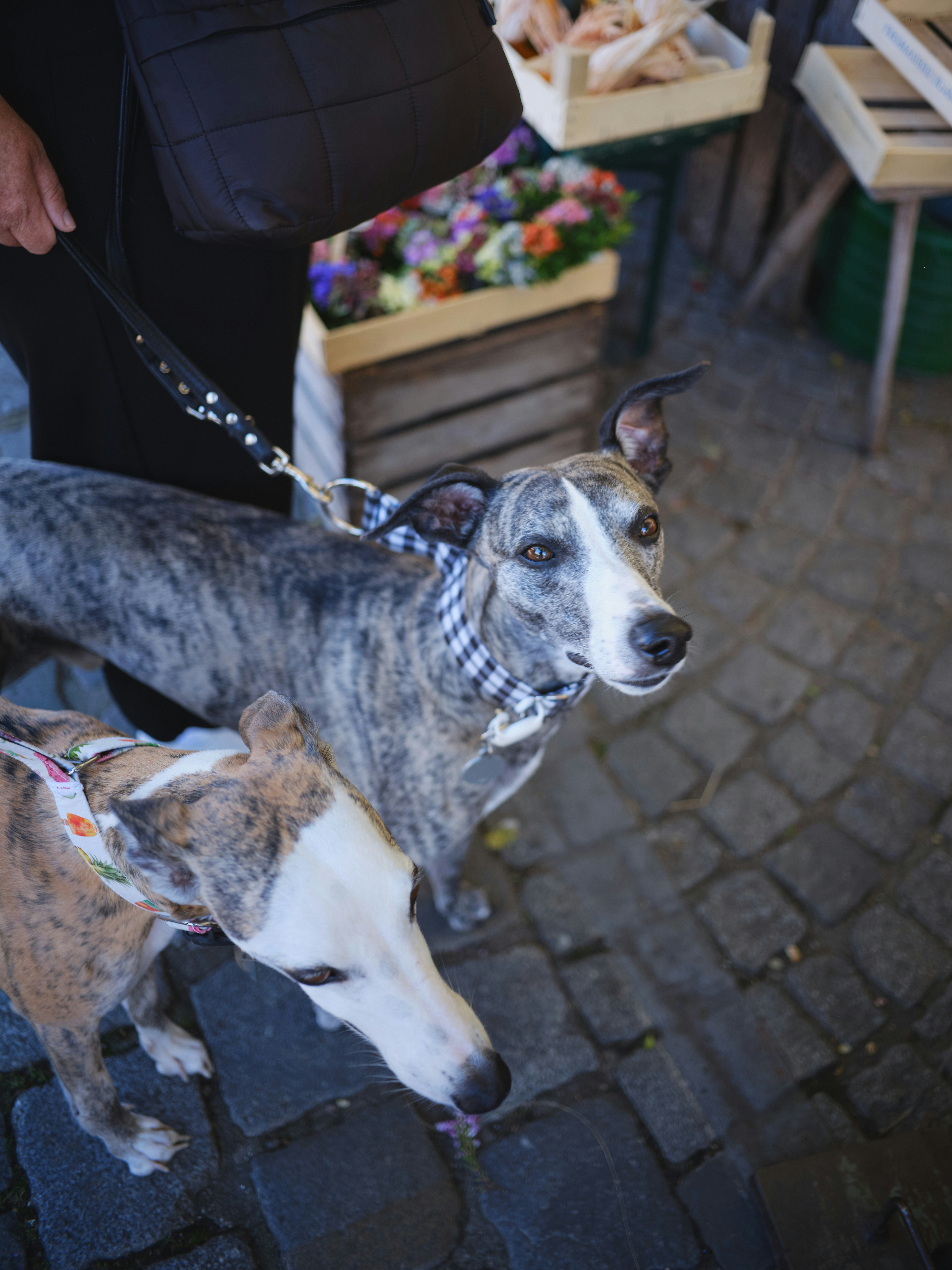 Dogs and Clocked Streets: A Quiet Moment with the Leashed Pair