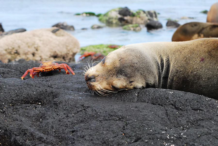 A sea lion rests on dark volcanic rocks near the shoreline while a bright red crab stands nearby. Soft blue water and scattered boulders fill the background.