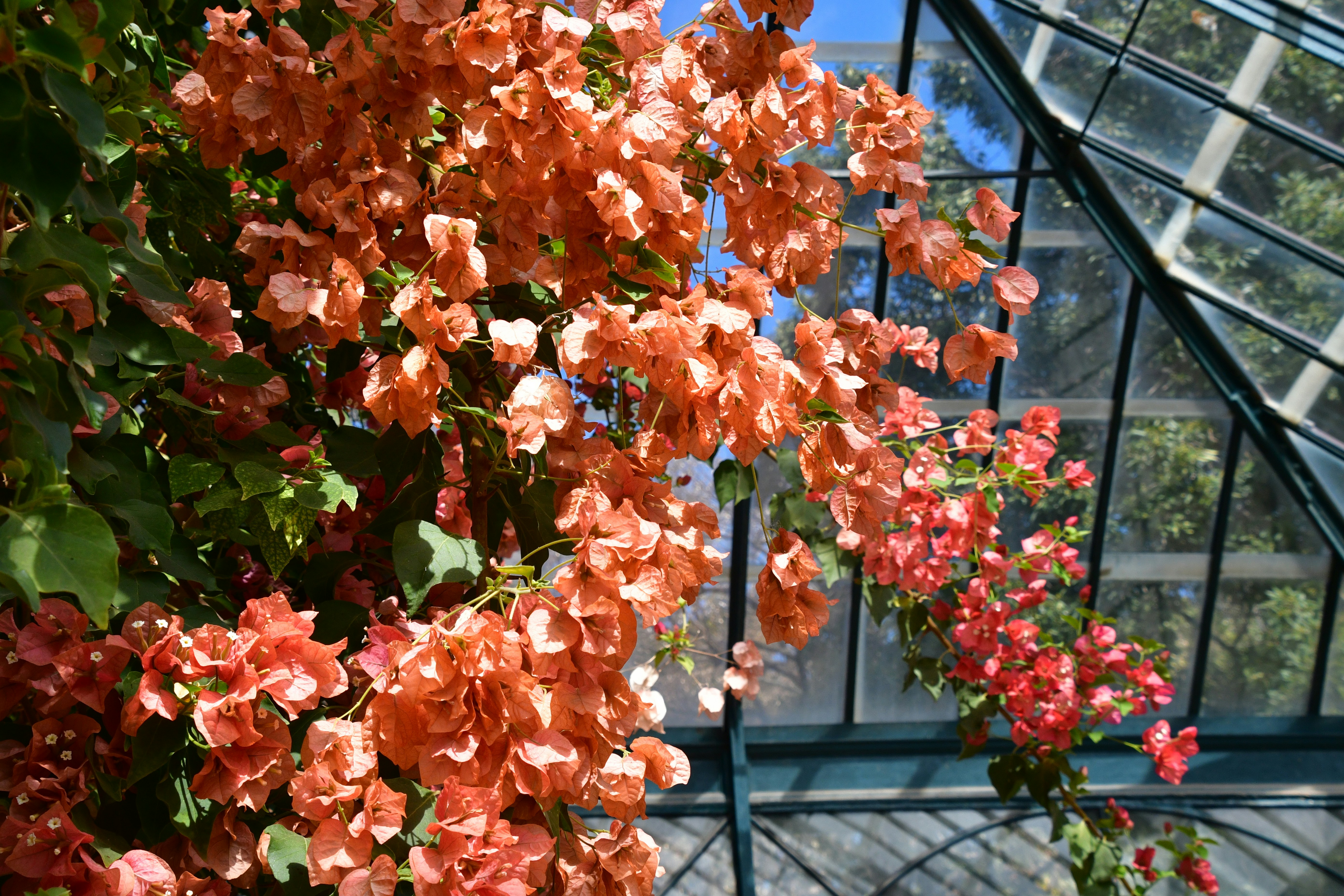 Bougainvillea Cascade under a Geometric Glass ConservatorySnapSaga