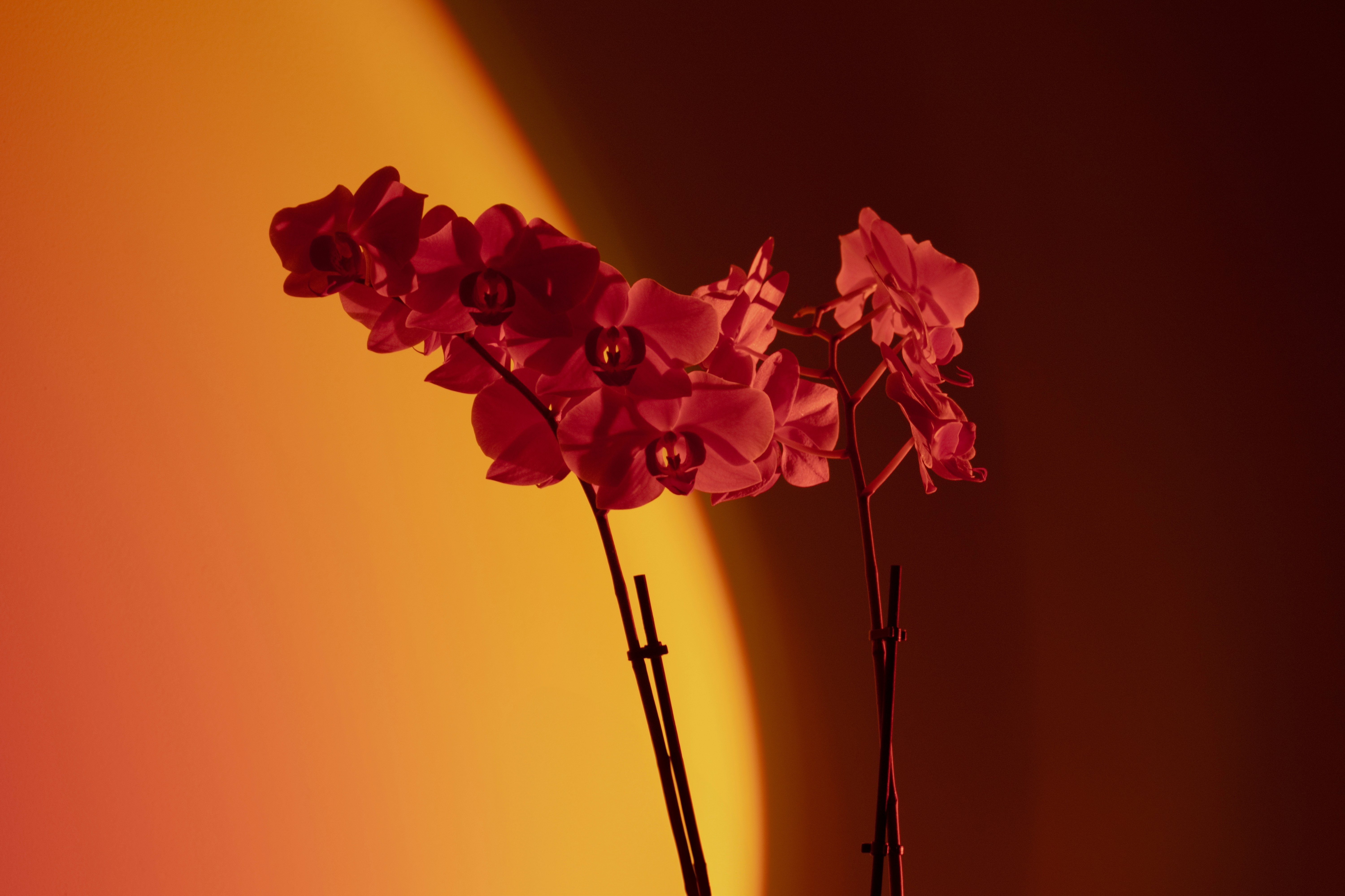Crimson Orchids Against a Looming Horizon