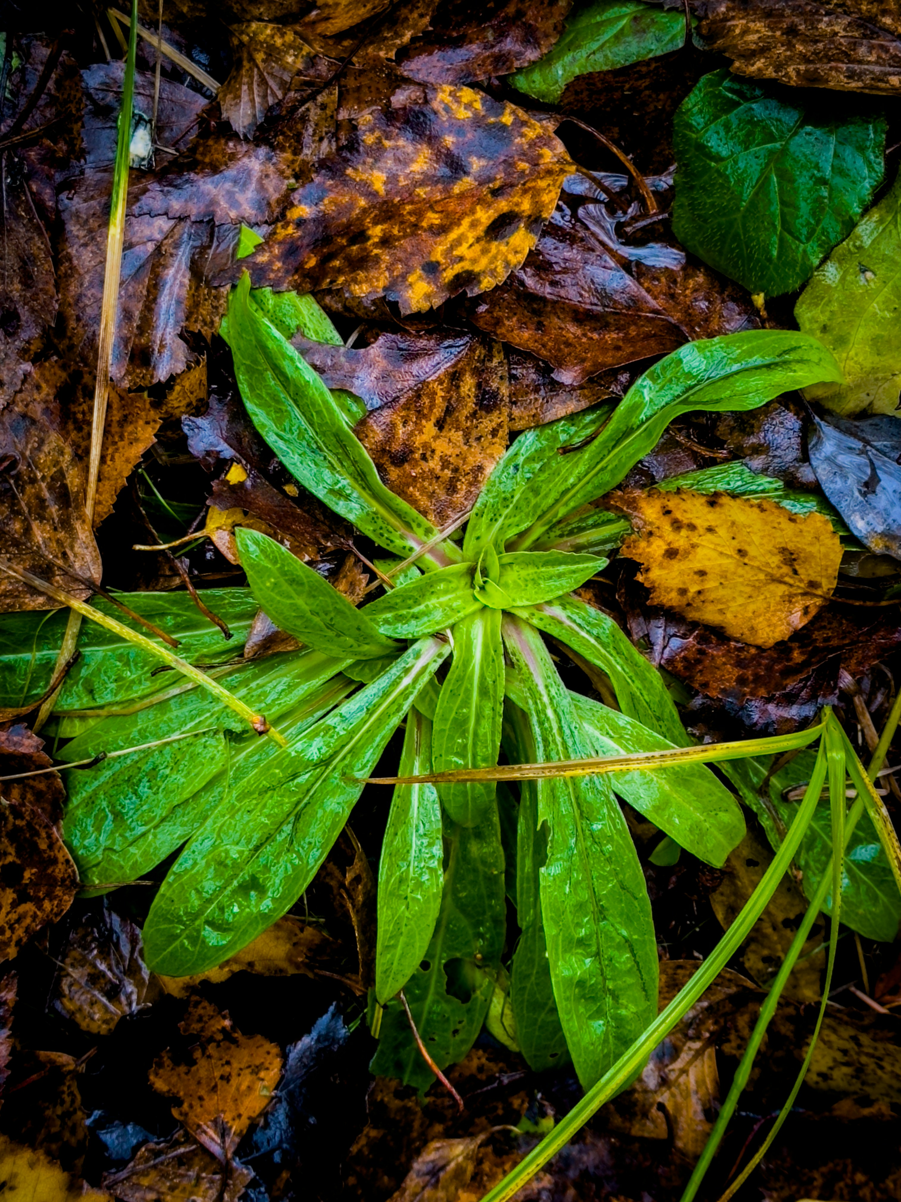 A green plant that is laying on the ground photo – Free Green Image on ...