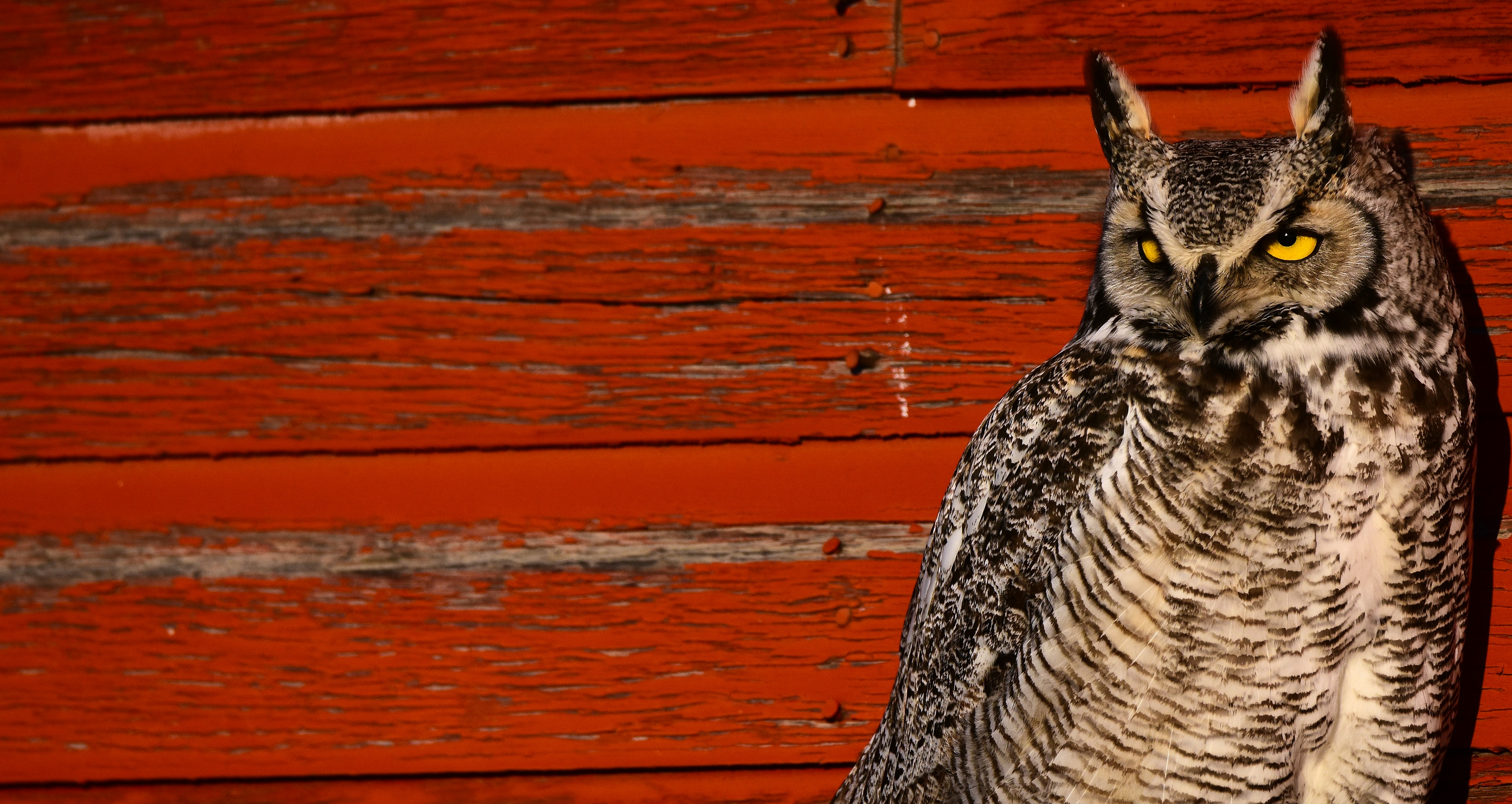 Amber-Eyed Owl on Weathered Red Planks
