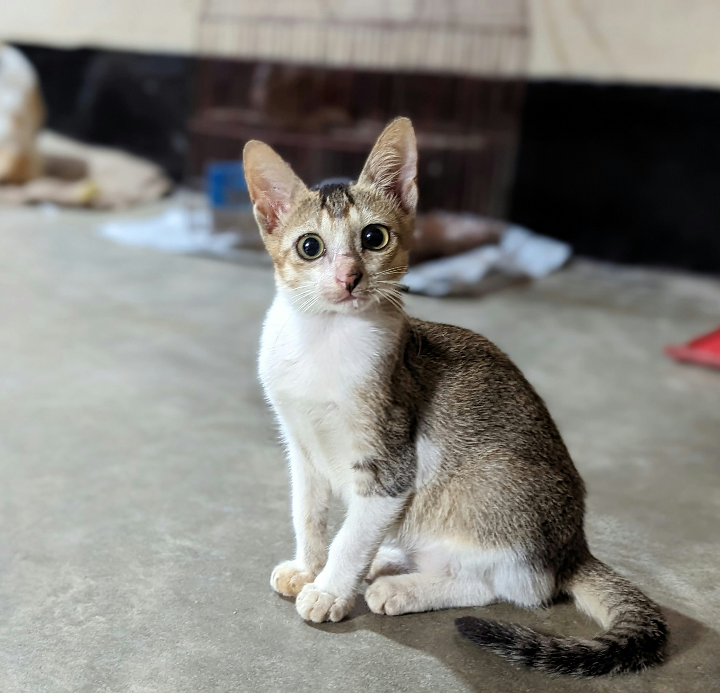 Curious Gaze on a Quiet Floor: A Kitten’s Indoor Moment