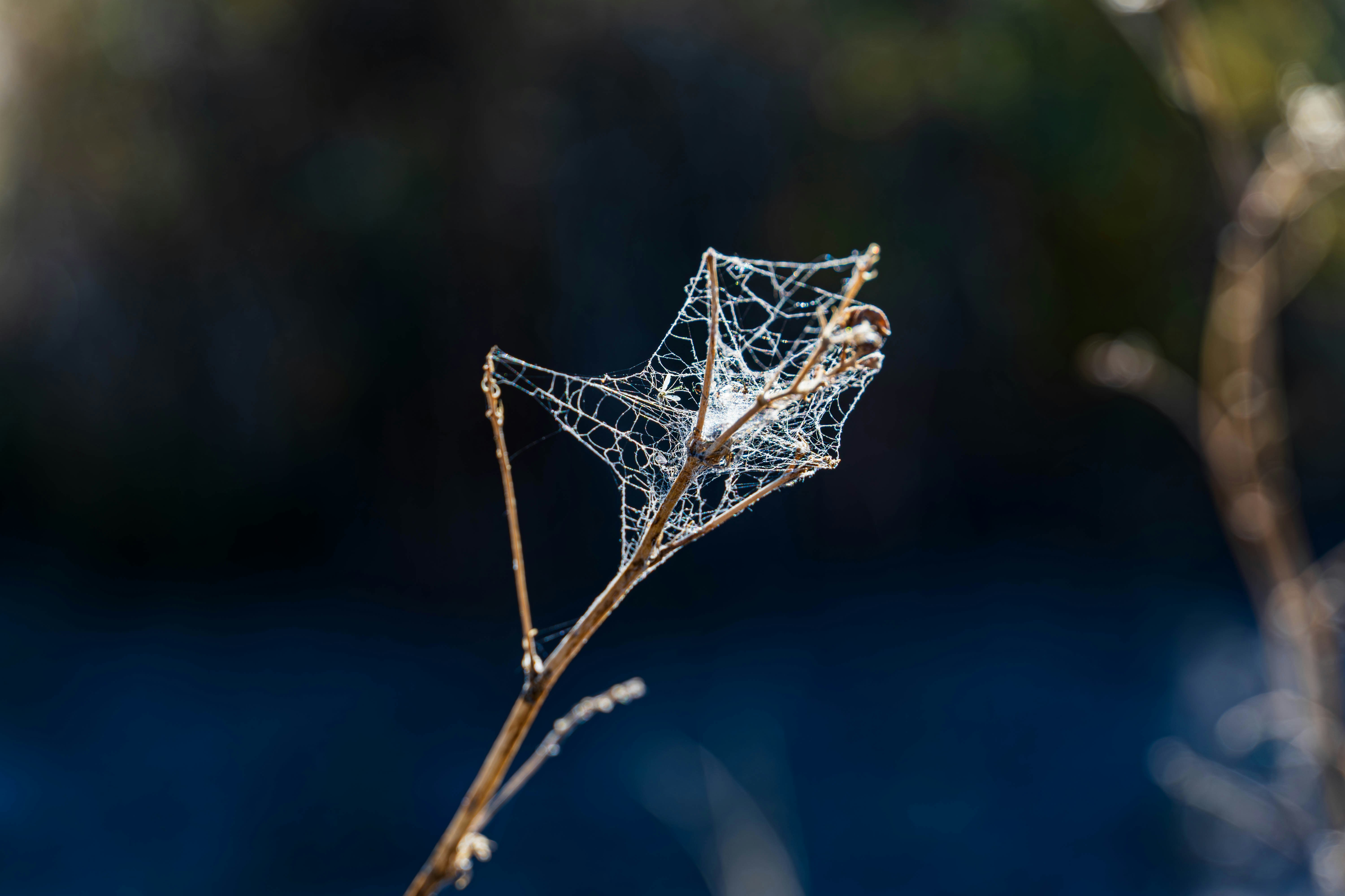 Frost-Glinted Spiderweb on a Withered Twig Over a Velvet Blue Backdrop