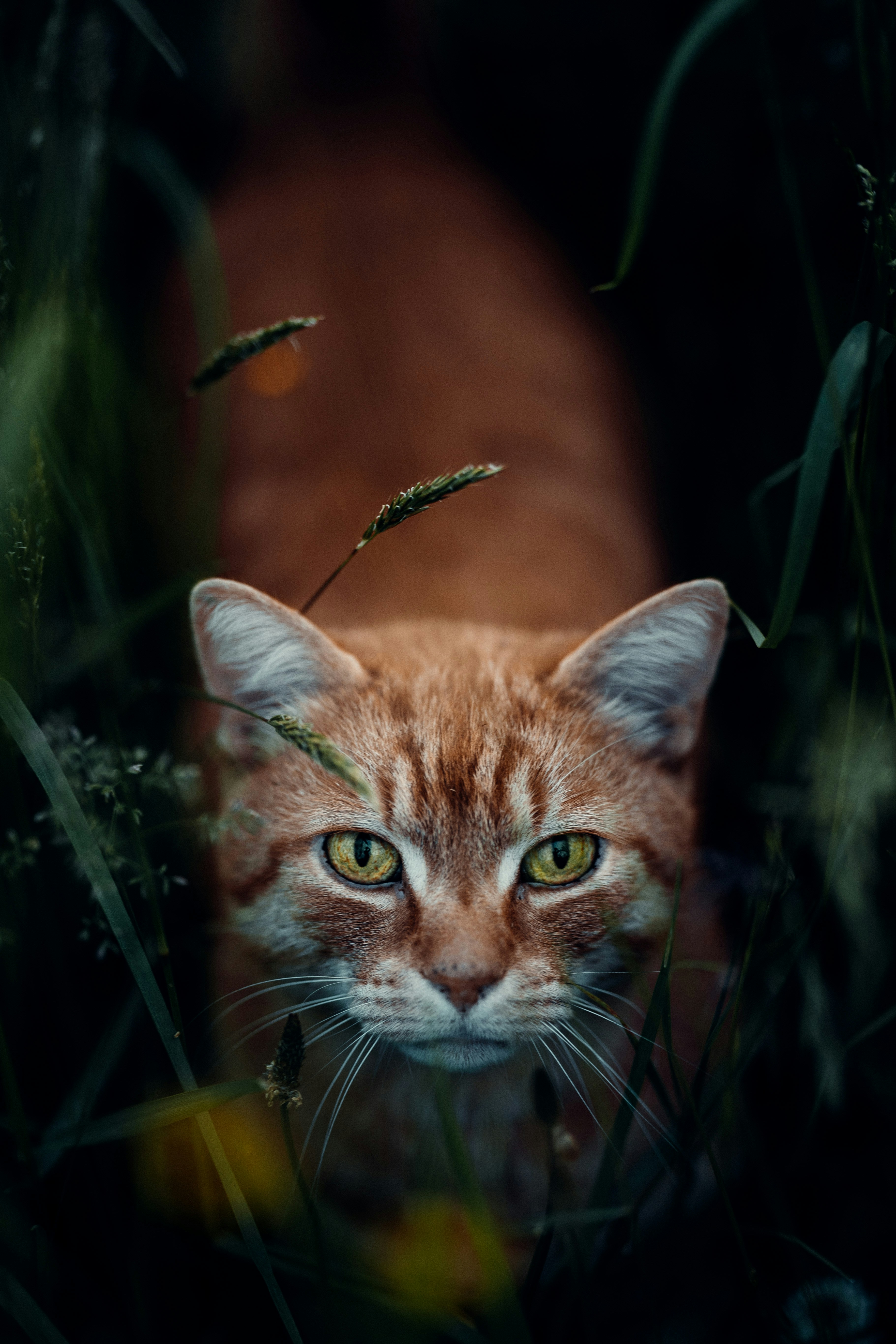 Stealthy Ginger Sentinel in Tall Grass