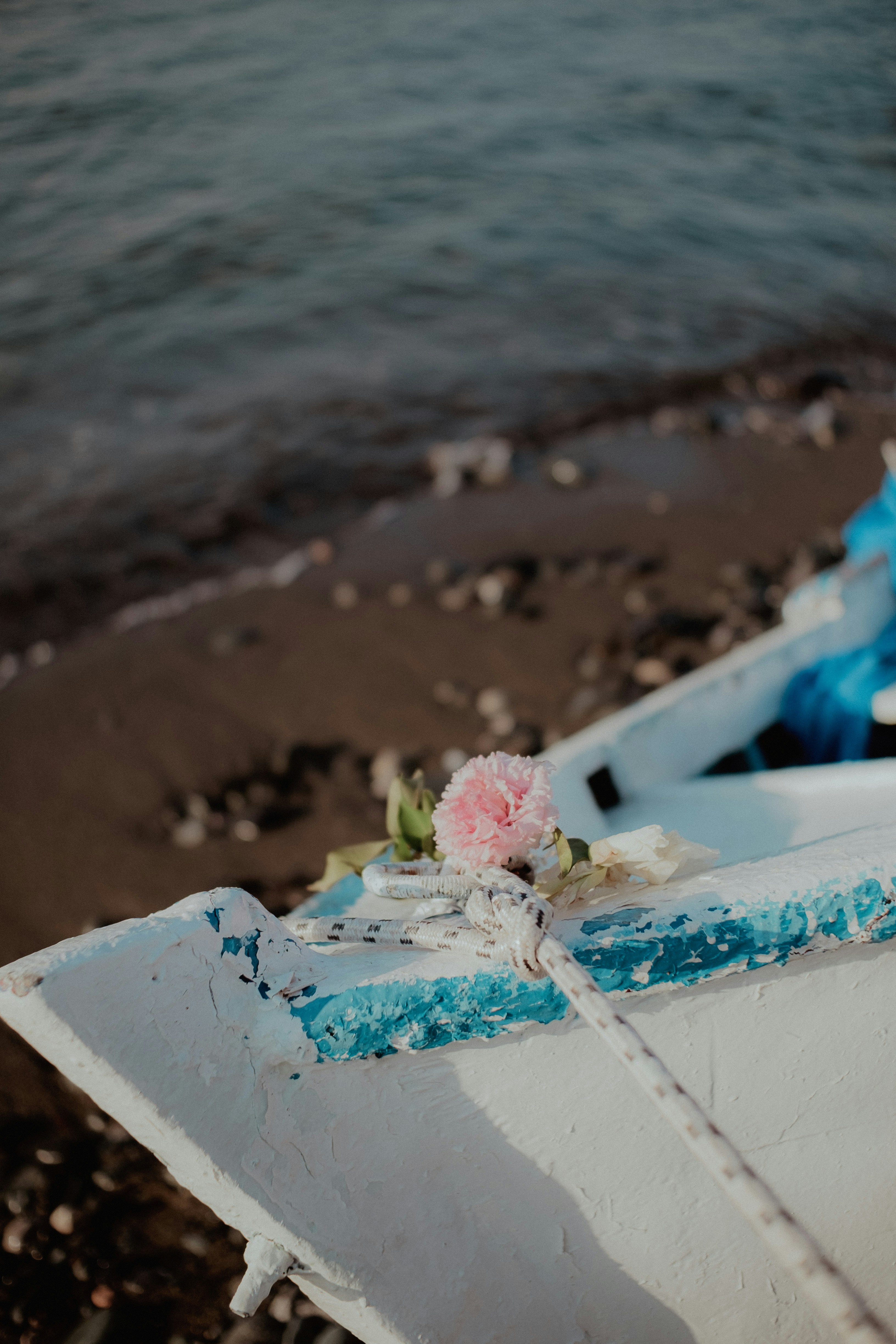 Pink Bloom on a Weathered Bow: A Quiet Maritime Moment