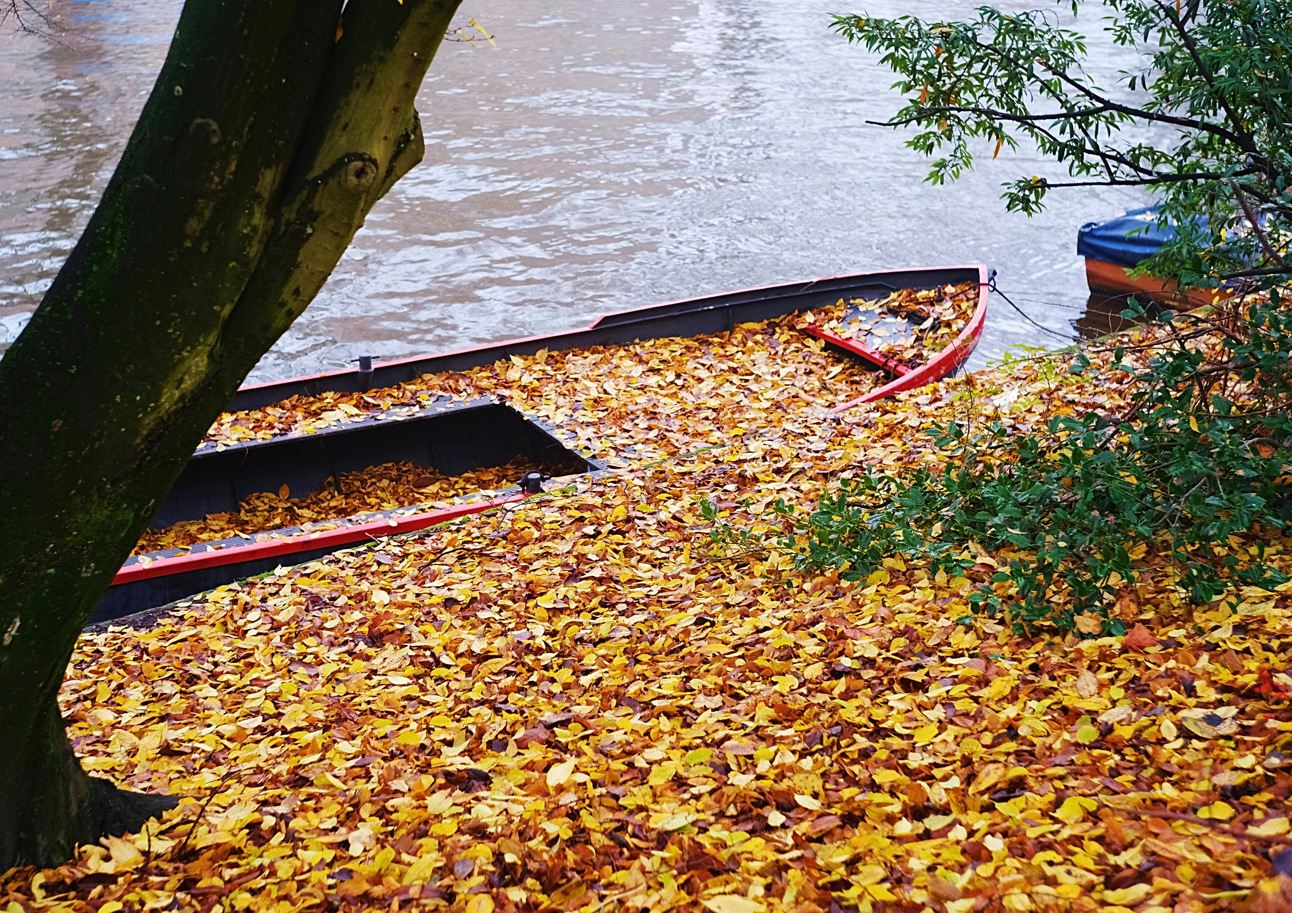 Leaf-strewn riverbank with anchored rowboats along the water, framed by a tree trunk on the left. Autumn light lends warm tonality and quiet mood.