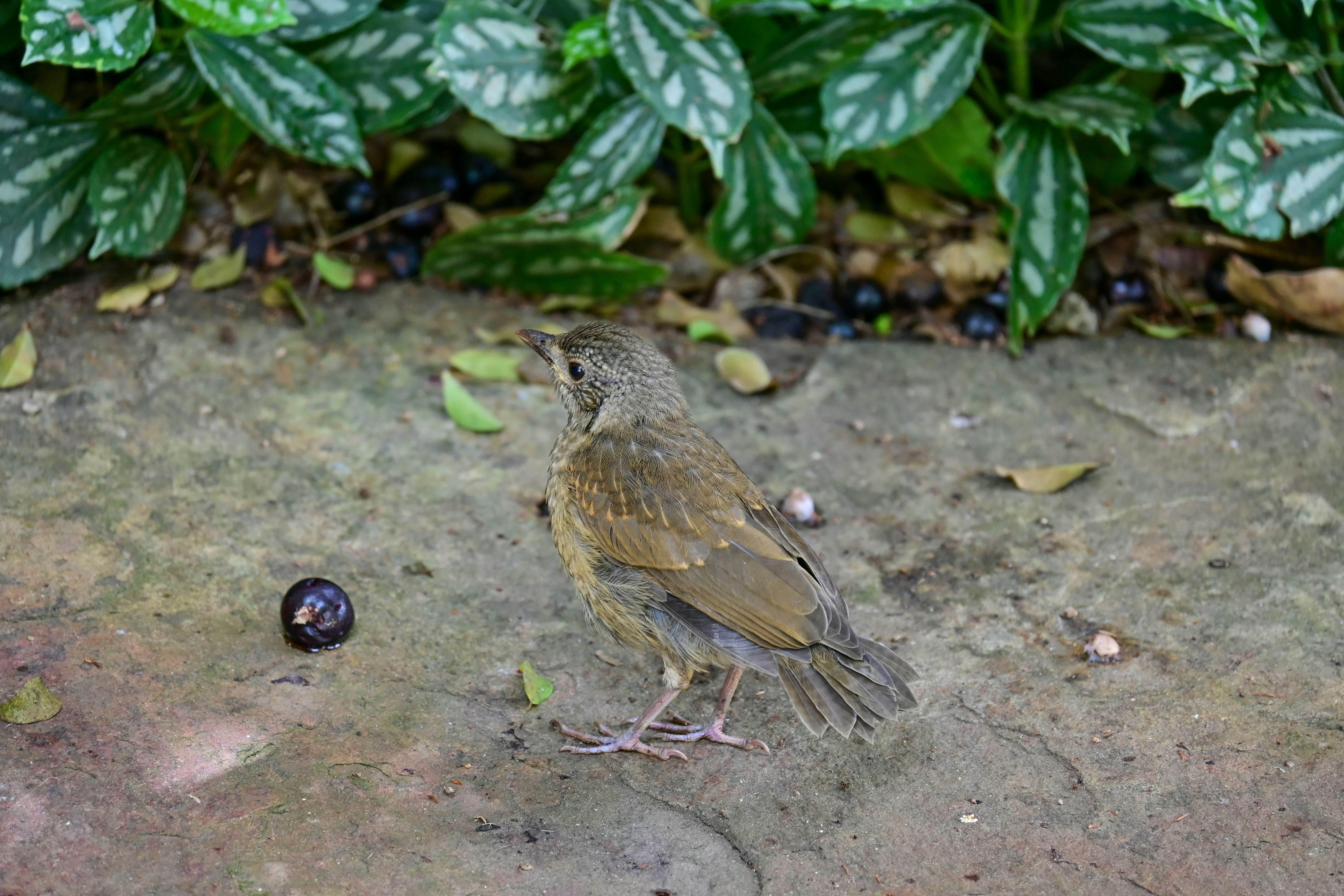 Tiny Ground Songbird on a Leafy Path