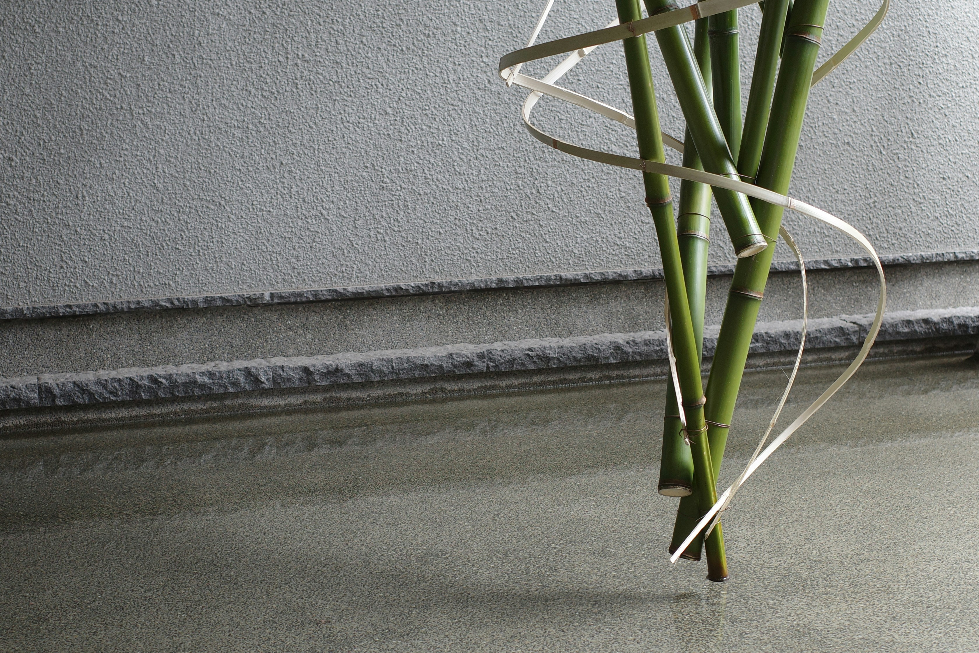 Tangled Bamboo in a Concrete Corner
