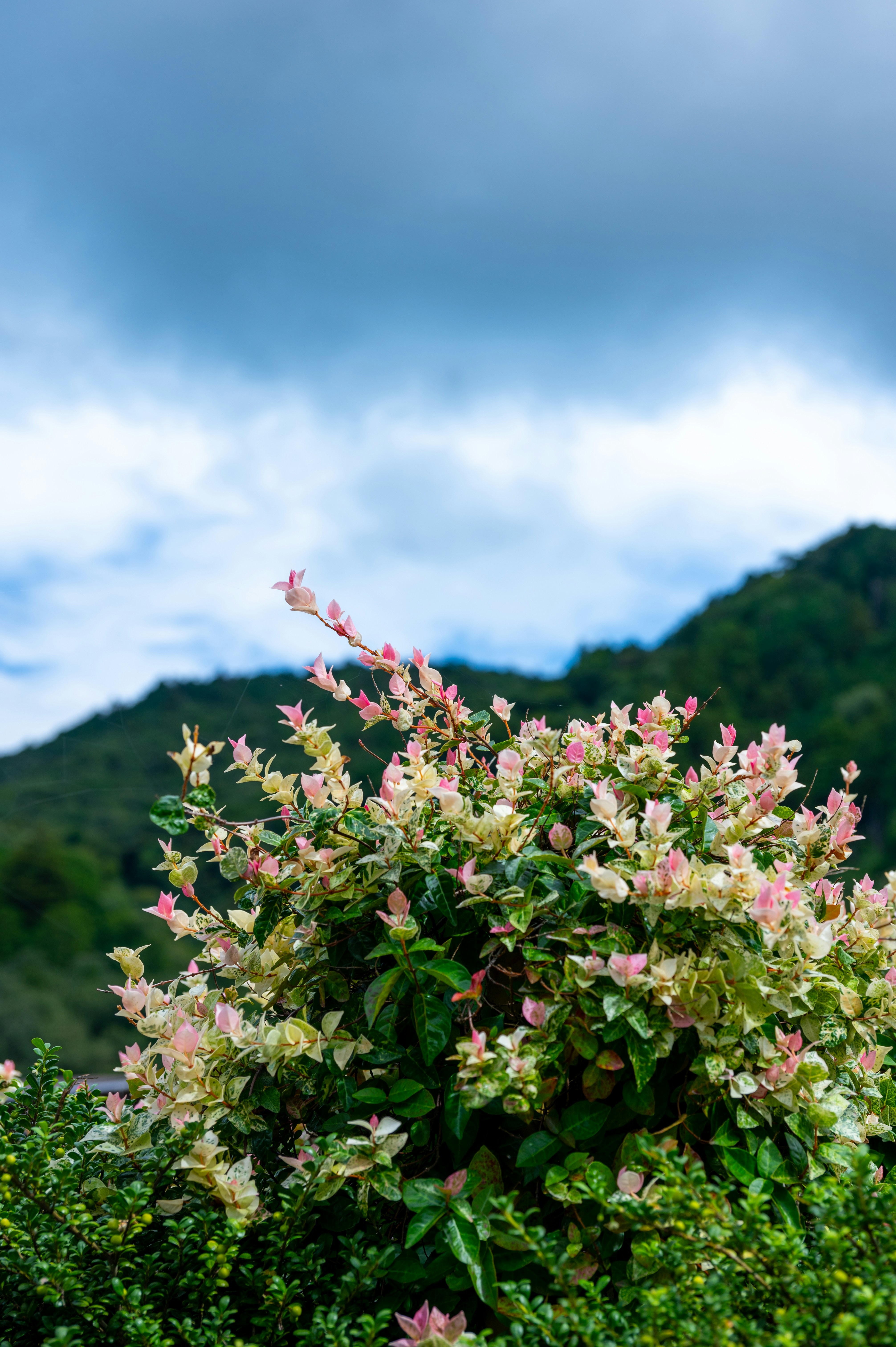 a bush with pink flowers in front of a mountain