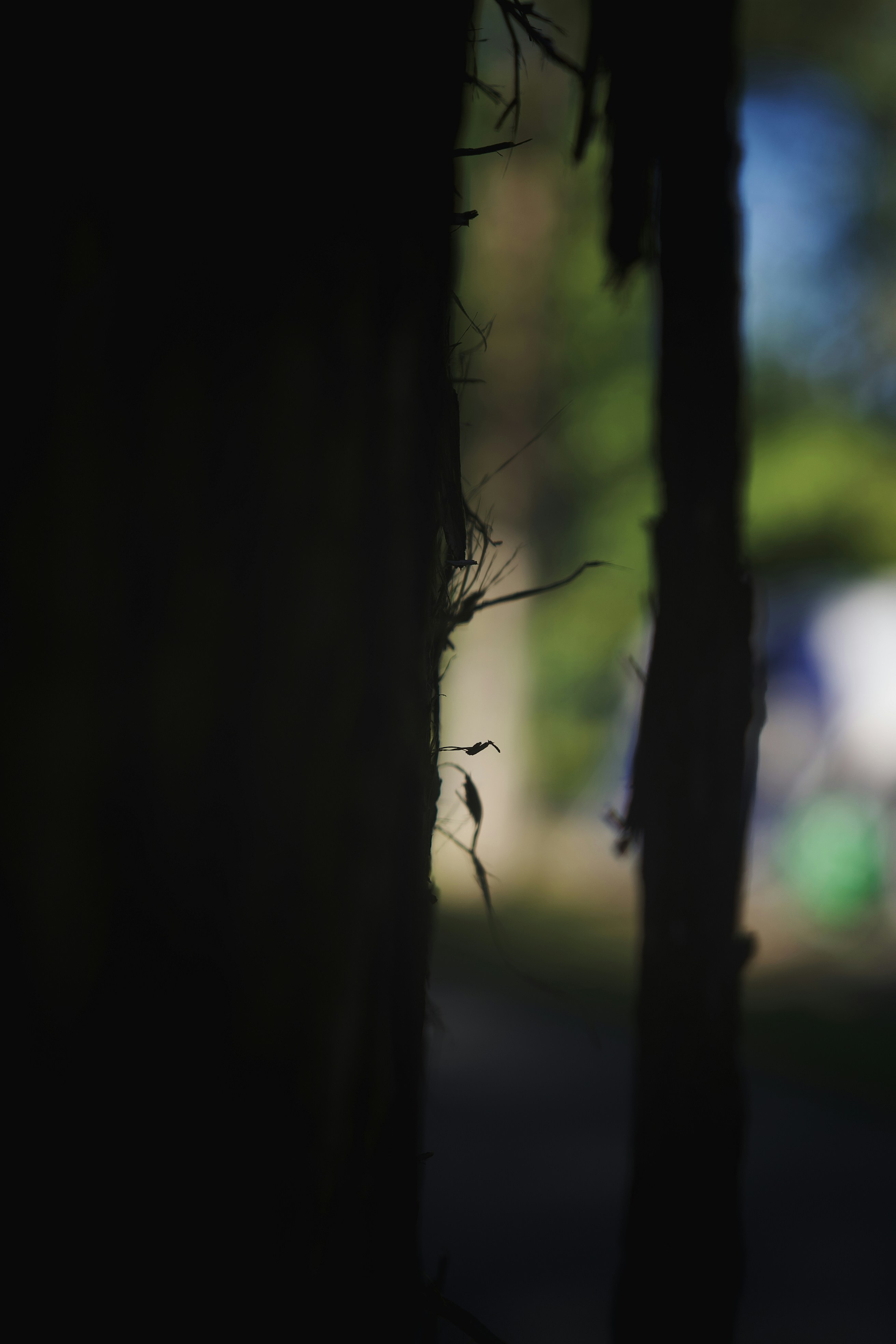 Veiled Corridor Between Trunks: A Quiet Passage Bathed in Distant Light