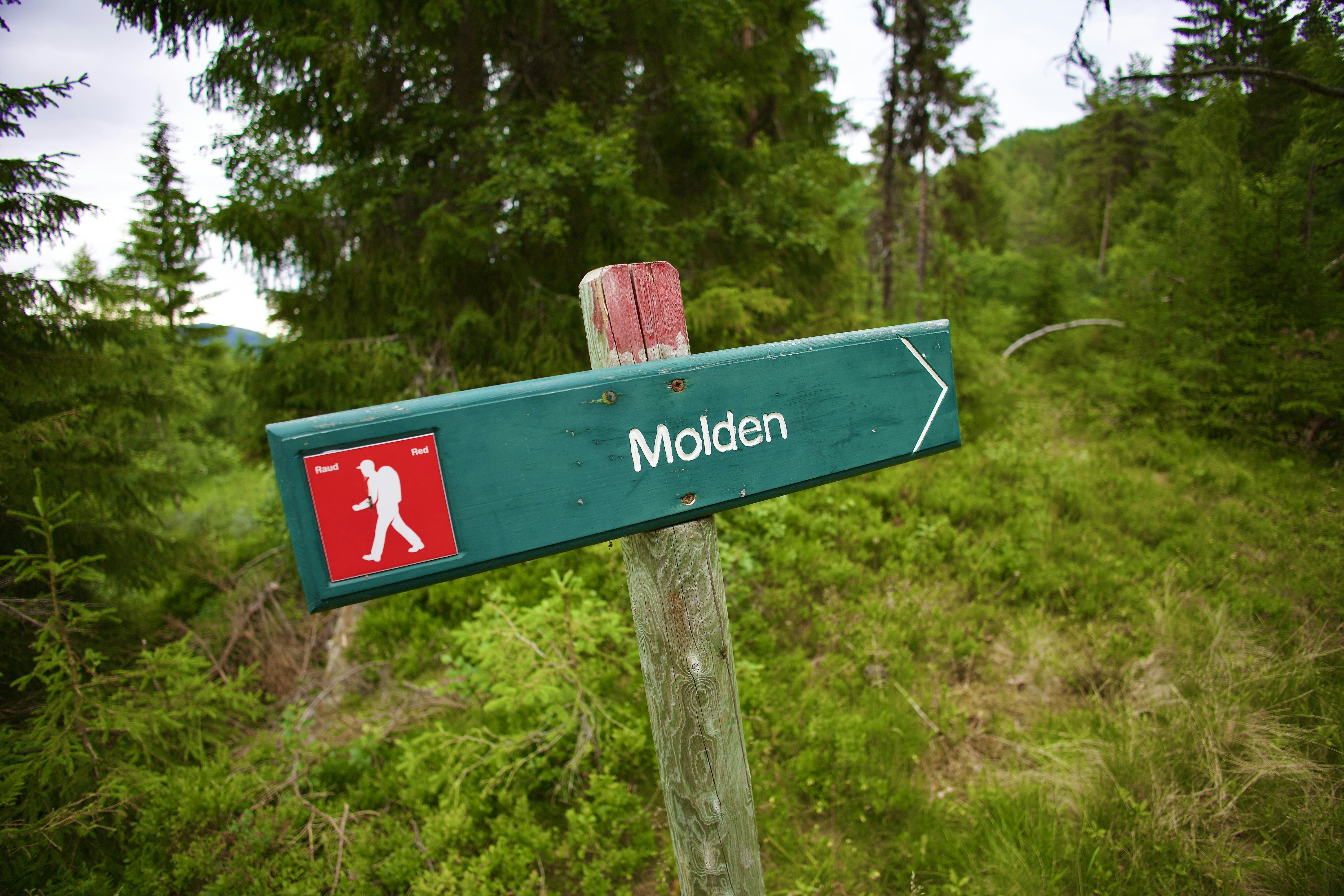 Trail Sign to Molden: A Green Marker Beside Pine Forest