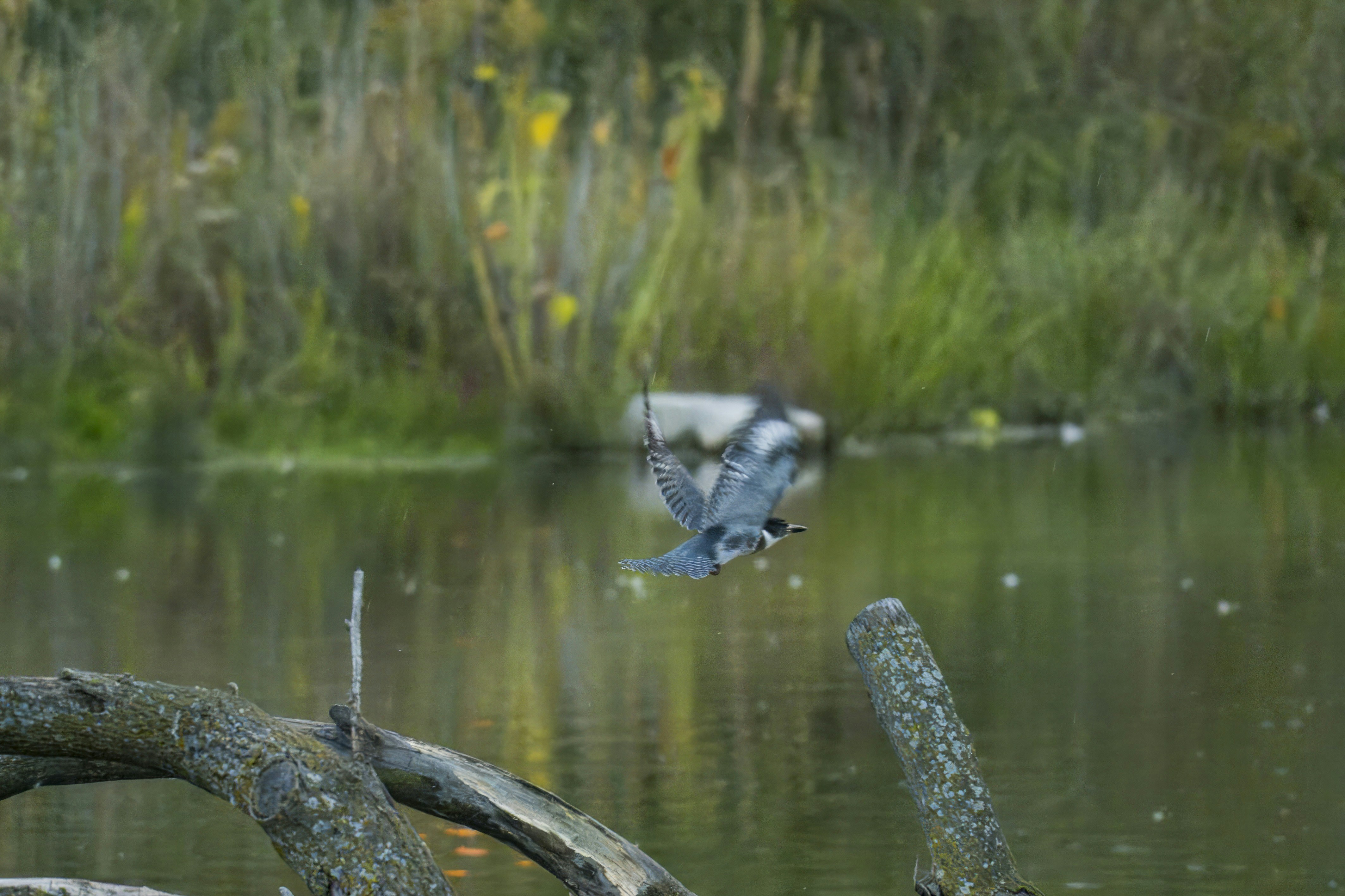 Wingbeat over the Marsh: blue-gray silhouette below the reeds