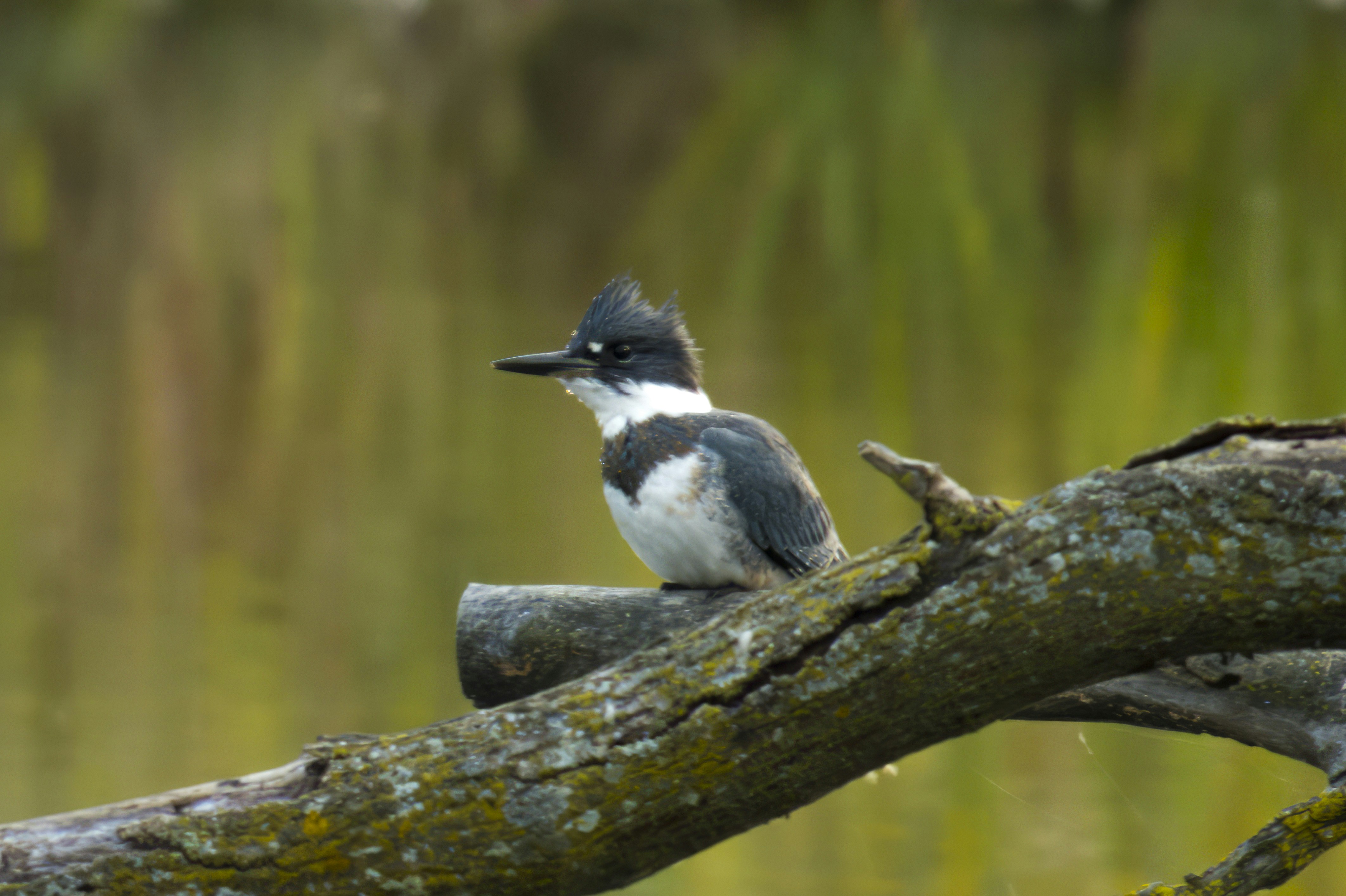 A belted kingfisher perched on a limb