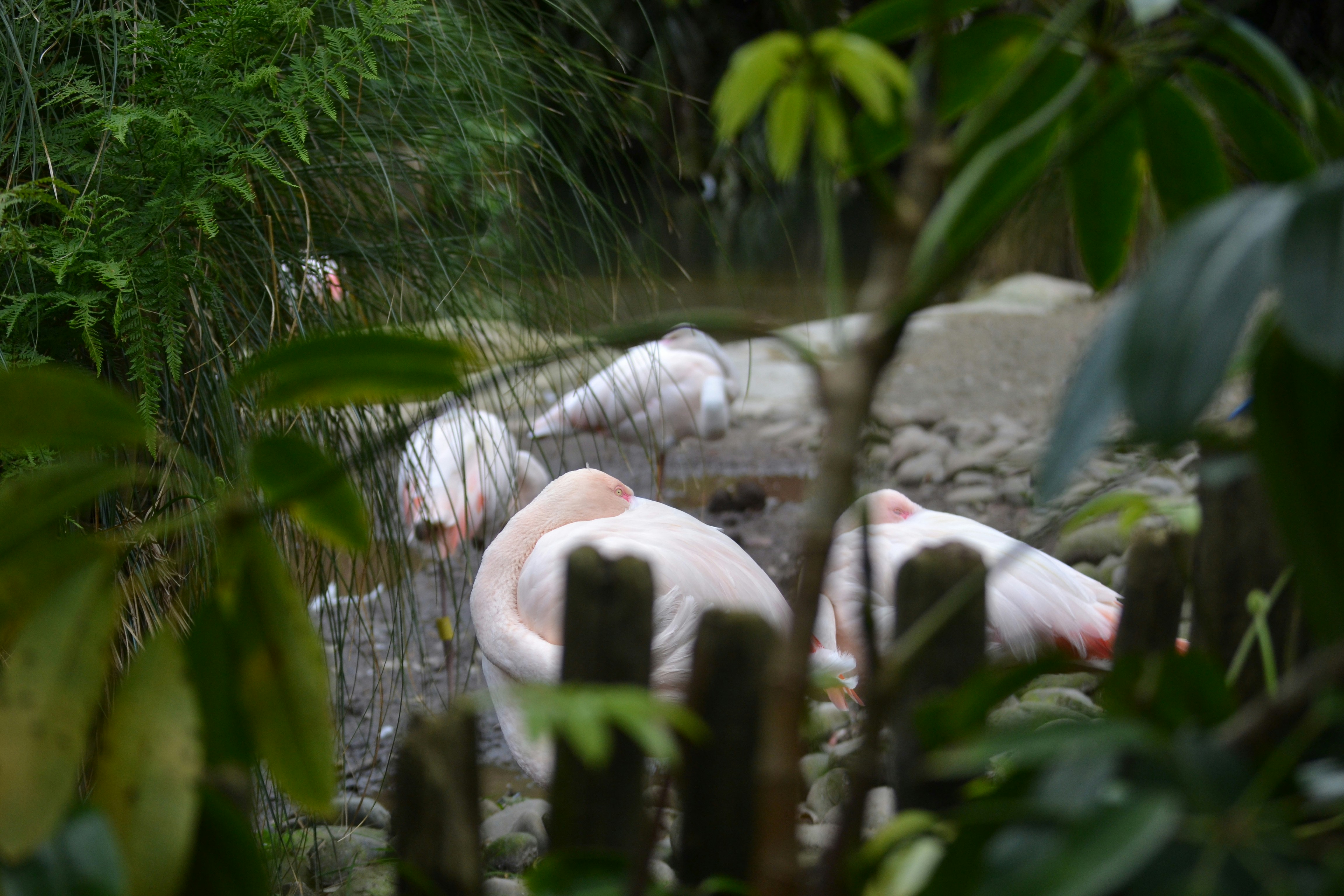 Flamingo Flock Framed by Ferns on a Quiet Riverside